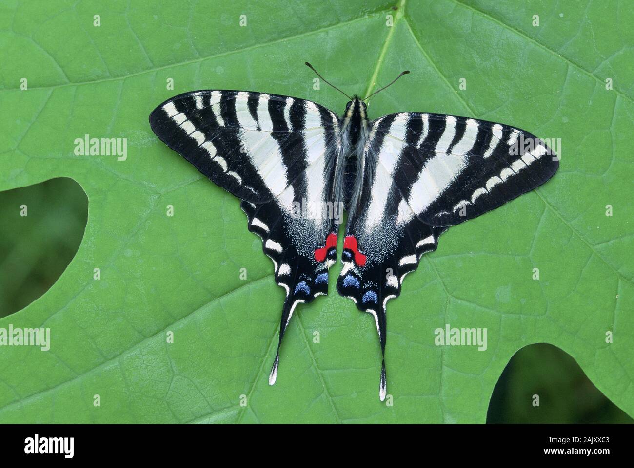 Zebra Swallowtail on Tuliptree leaf at Shenks Ferry Wildflower Preserve ...
