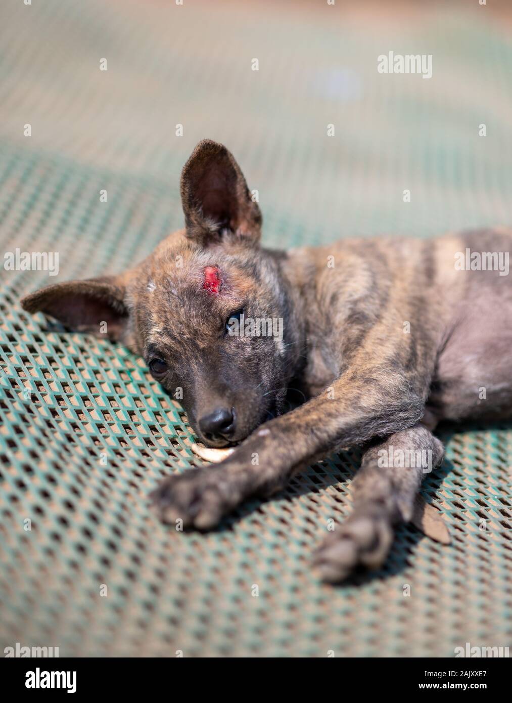 Myanmar dog hi-res stock photography and images - Alamy