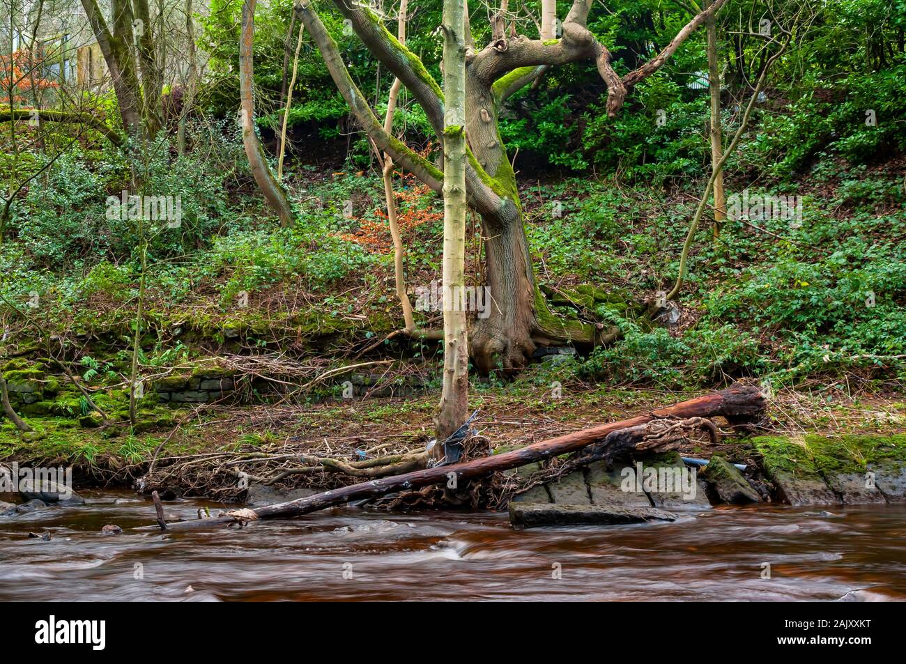 A silver birch tree growing at the side of a fast River Don in ...