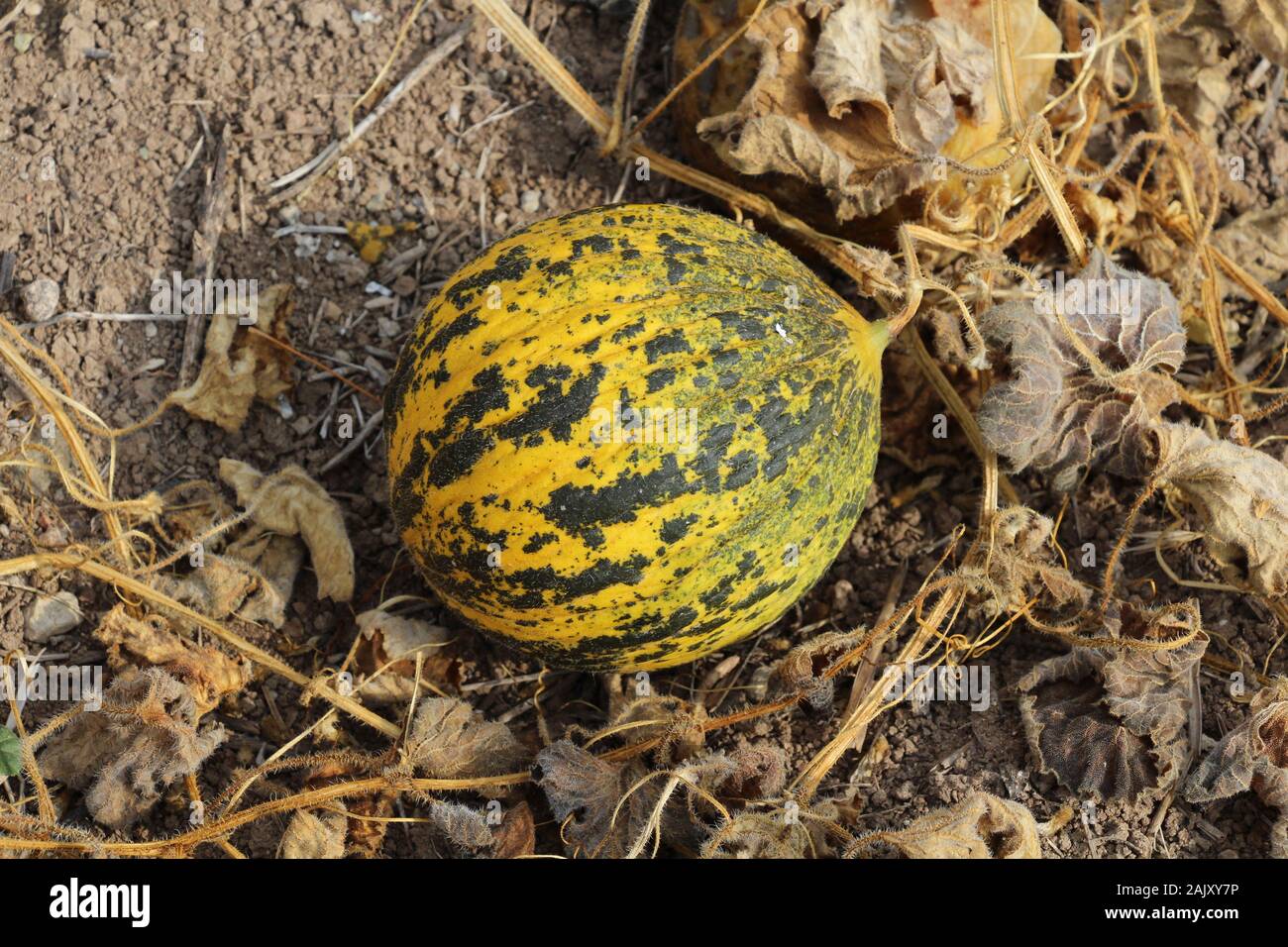 Melon varieties hi-res stock photography and images - Alamy