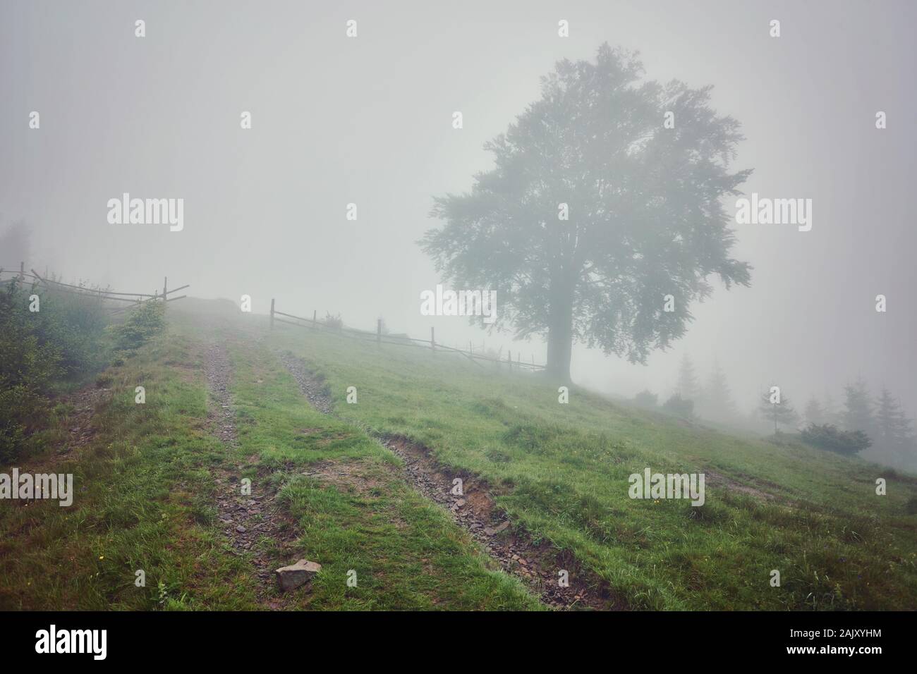 thick morning fog in the summer forest. thick morning fog in the forest ...