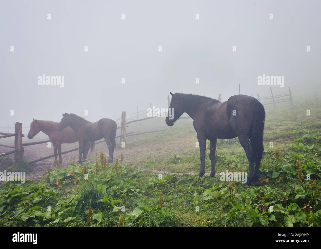 Rural landscape with mist patches hi-res stock photography and images ...