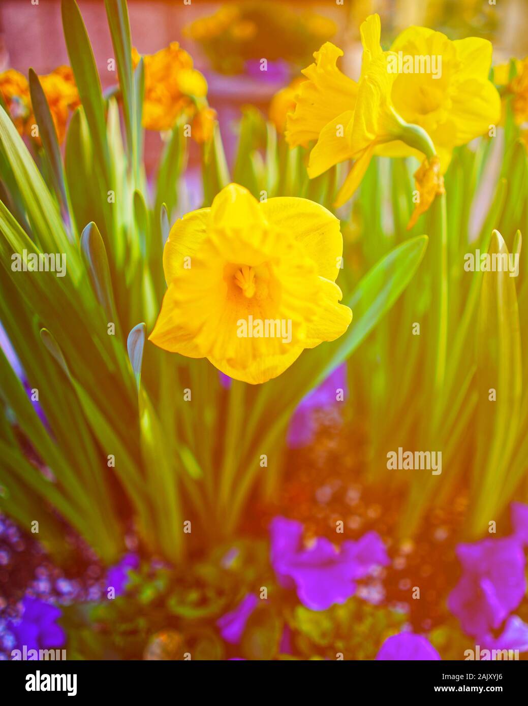 Violets and daffodils on nature background NY reflex Stock Photo - Alamy
