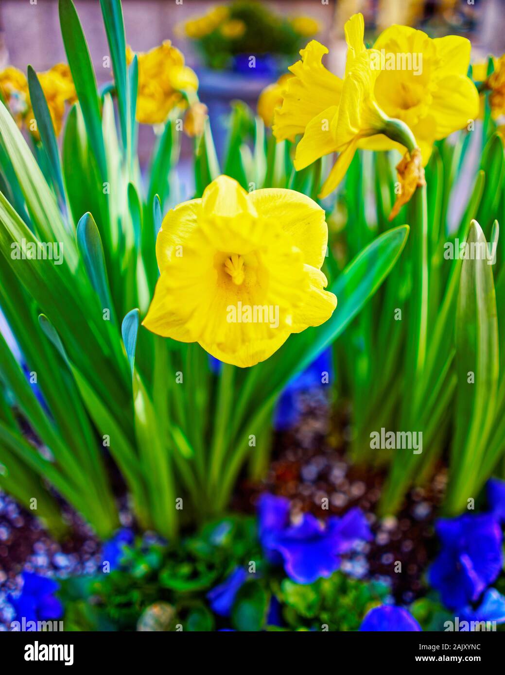 Violets and daffodils on nature background reflex Stock Photo - Alamy