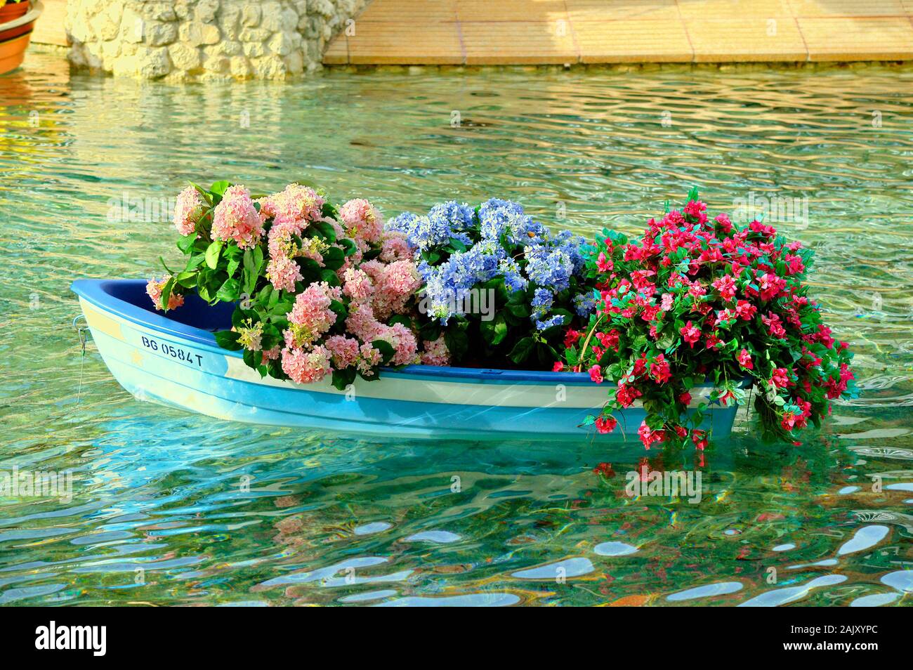 Hydrangea Latin name Hydrangea macrophylla and bougainvillea ...