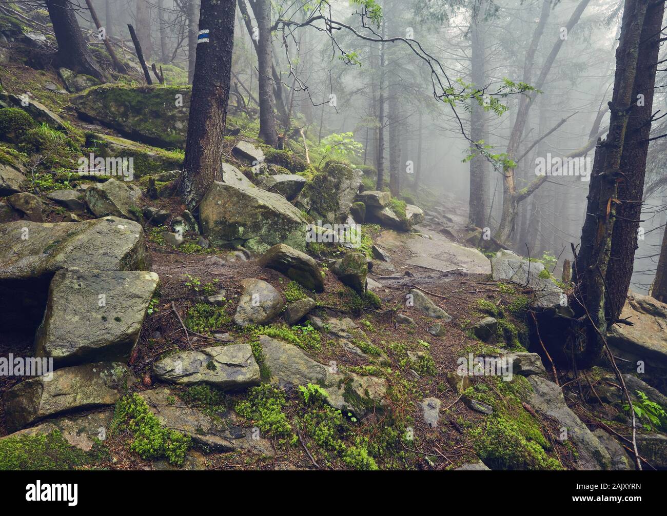 A forest path through heavy forest, light fog and fern line Stock Photo ...