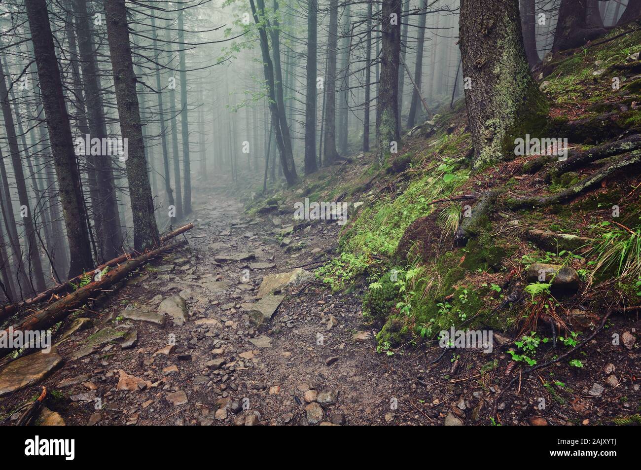 A forest path through heavy forest, light fog and fern line Stock Photo ...