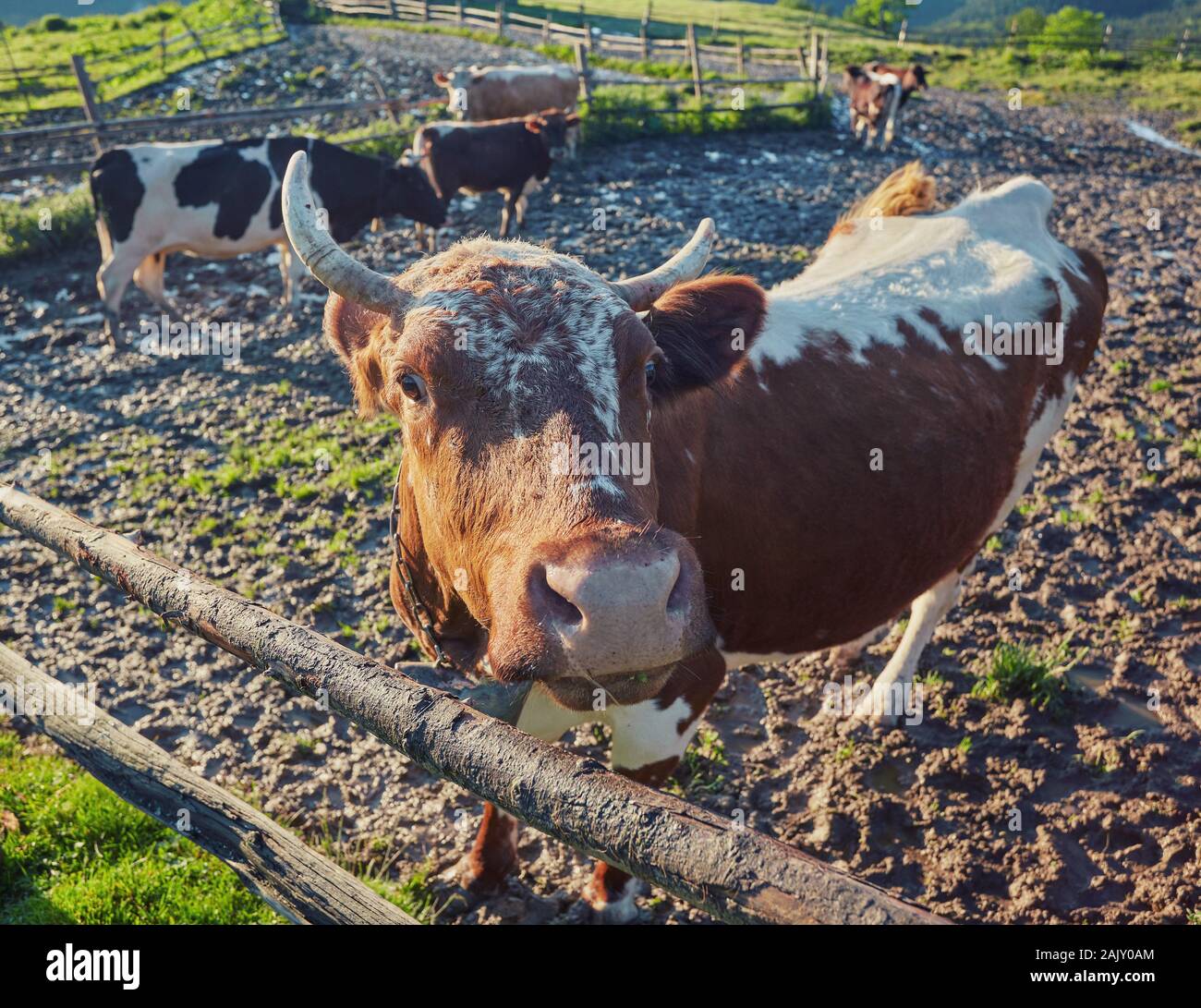 Useful animals hi-res stock photography and images - Alamy