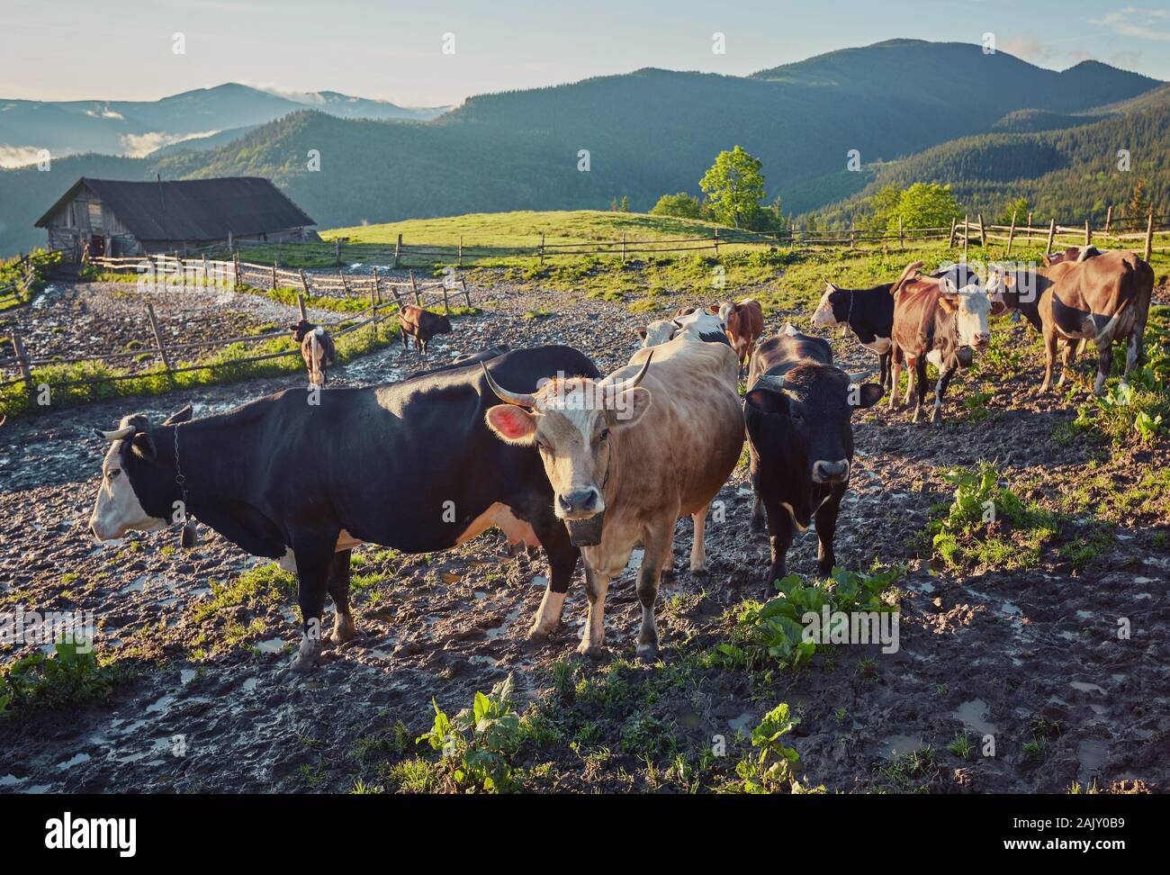 Alpine cow. Cows are often kept on farms and in villages. This is ...