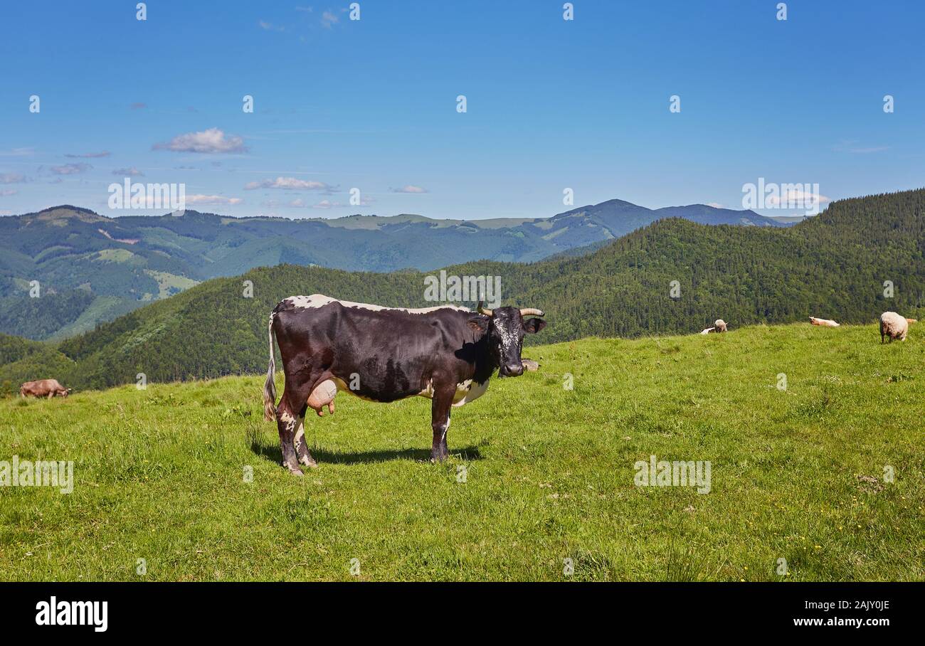Alpine cow. Cows are often kept on farms and in villages. This is ...