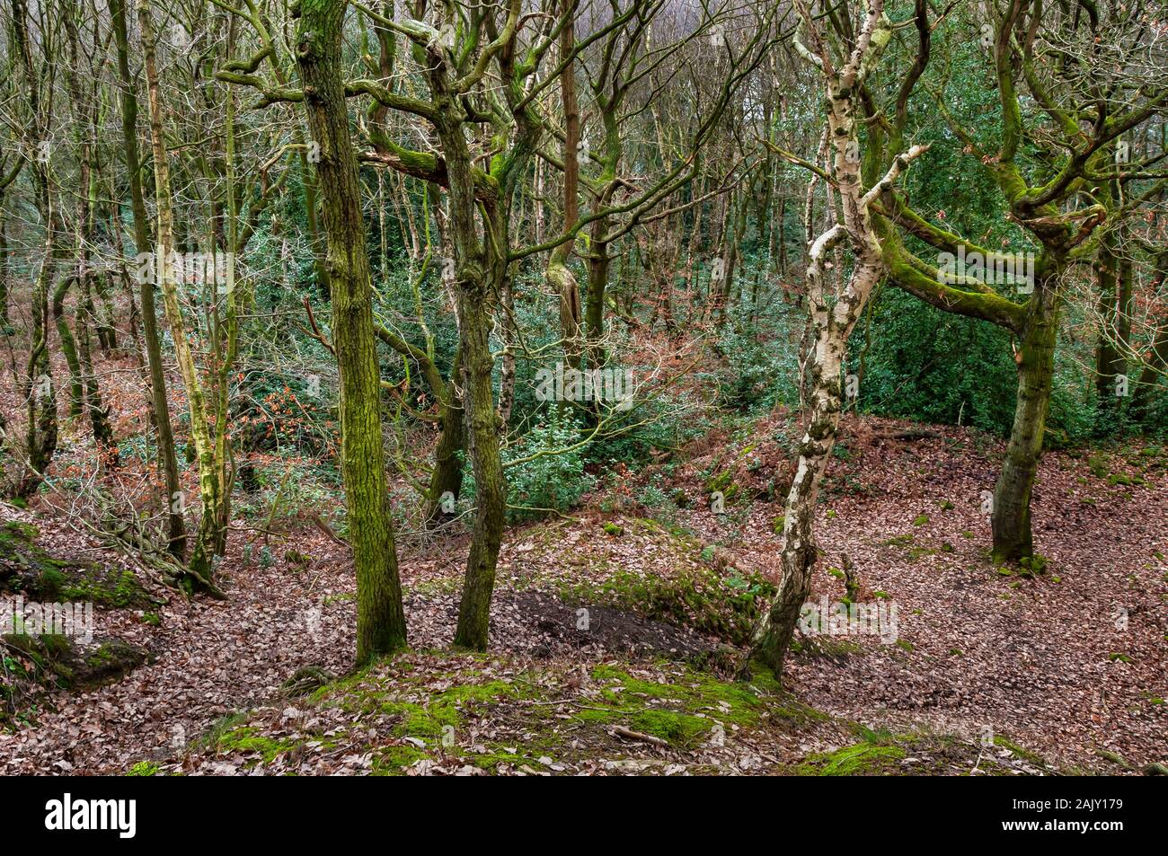 View of very dense growth down a steep slope in woodland with trees ...