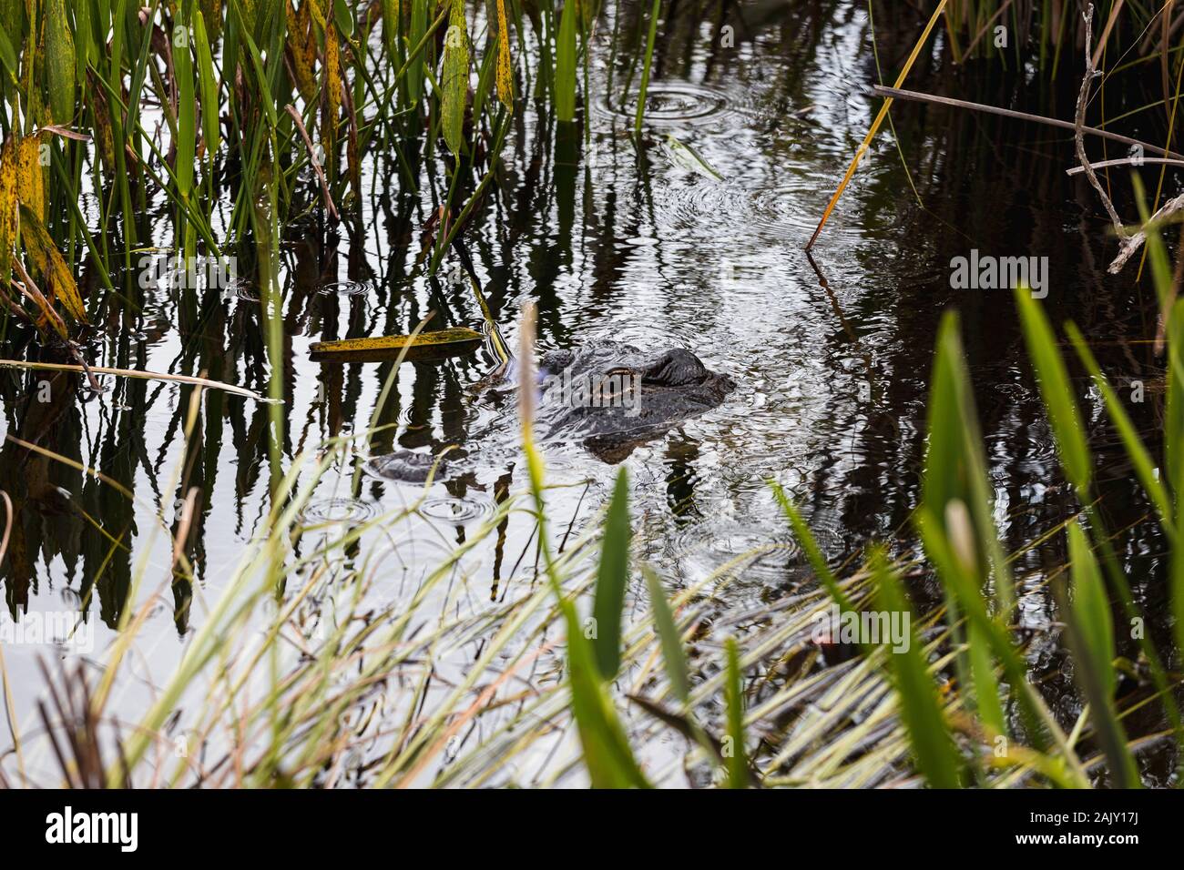 Alligator hiding in an alligator hole in Everglades National Park as ...
