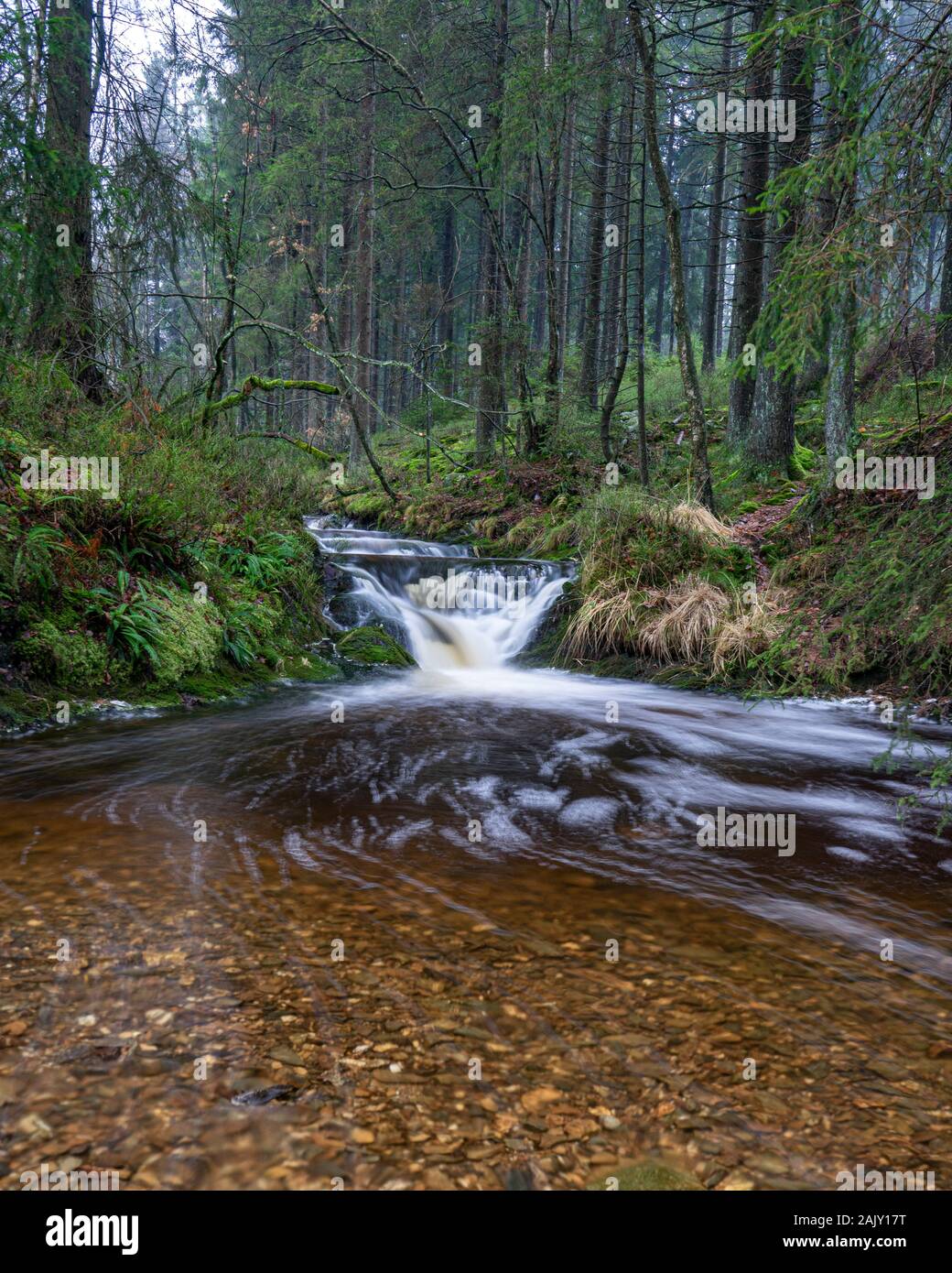 Hikingtrail, Waterfall Du Bayehon, Les Haute Fagnes, Belgium Stock ...