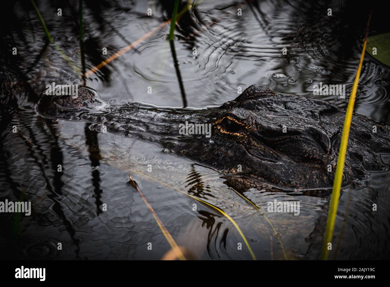 Alligator hiding in an alligator hole in Everglades National Park as ...