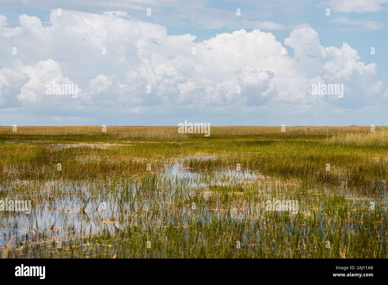 Exploring Everglades National Park by iconic airboat tour with scenic ...