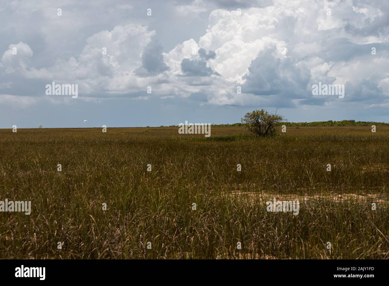 Exploring Everglades National Park by iconic airboat tour with scenic ...