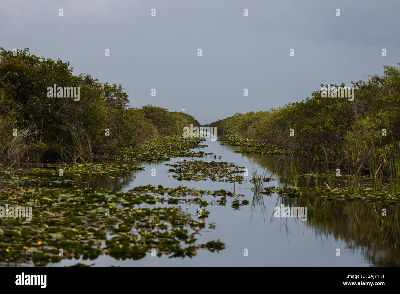 Exploring Everglades National Park by iconic airboat tour with scenic ...