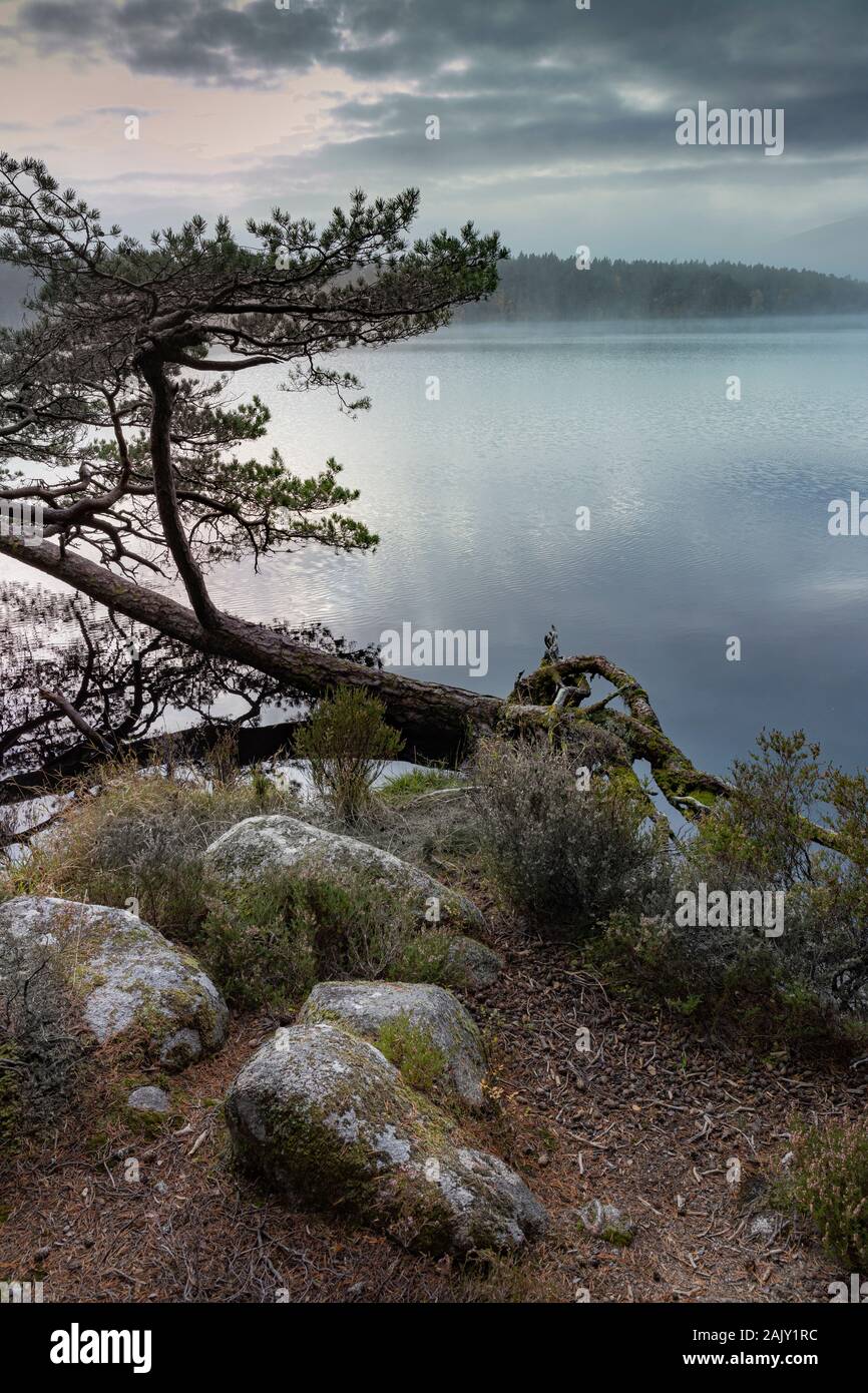 Loch garten nature reserve hi-res stock photography and images - Alamy