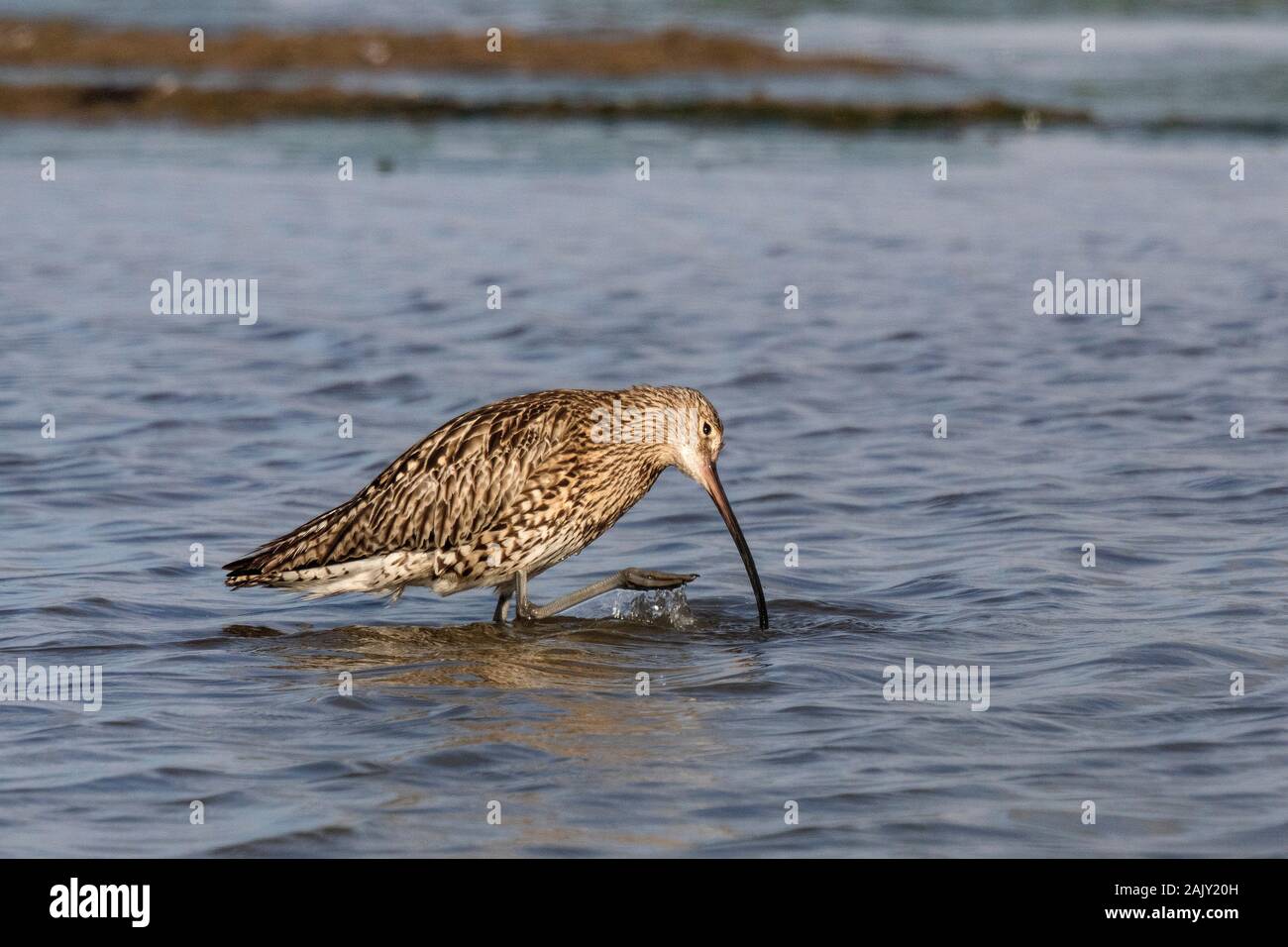 Curlew washing in fresh water, Deepdale Marsh Norfolk Stock Photo - Alamy