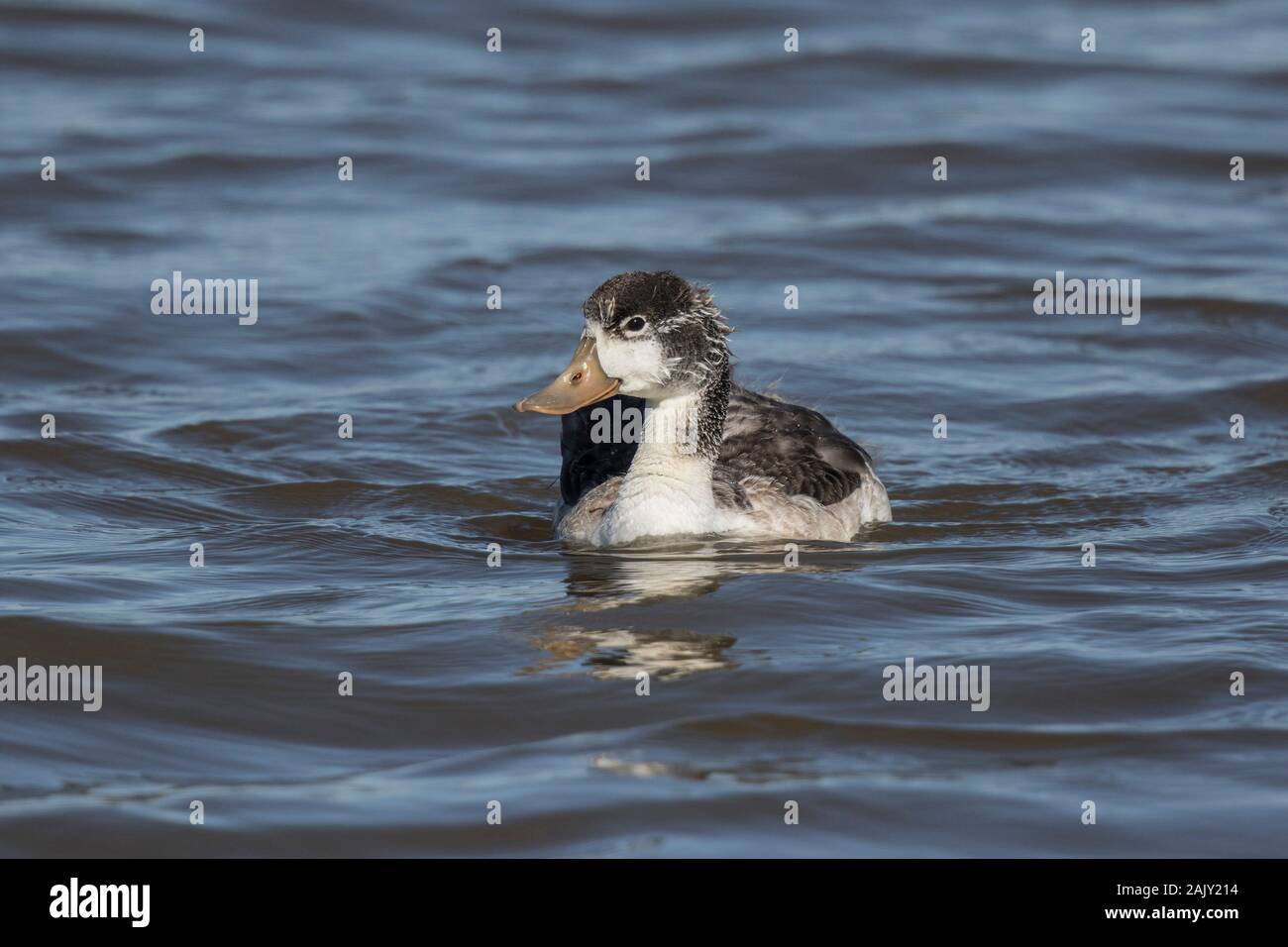 Juvenile common shelduck hi-res stock photography and images - Alamy
