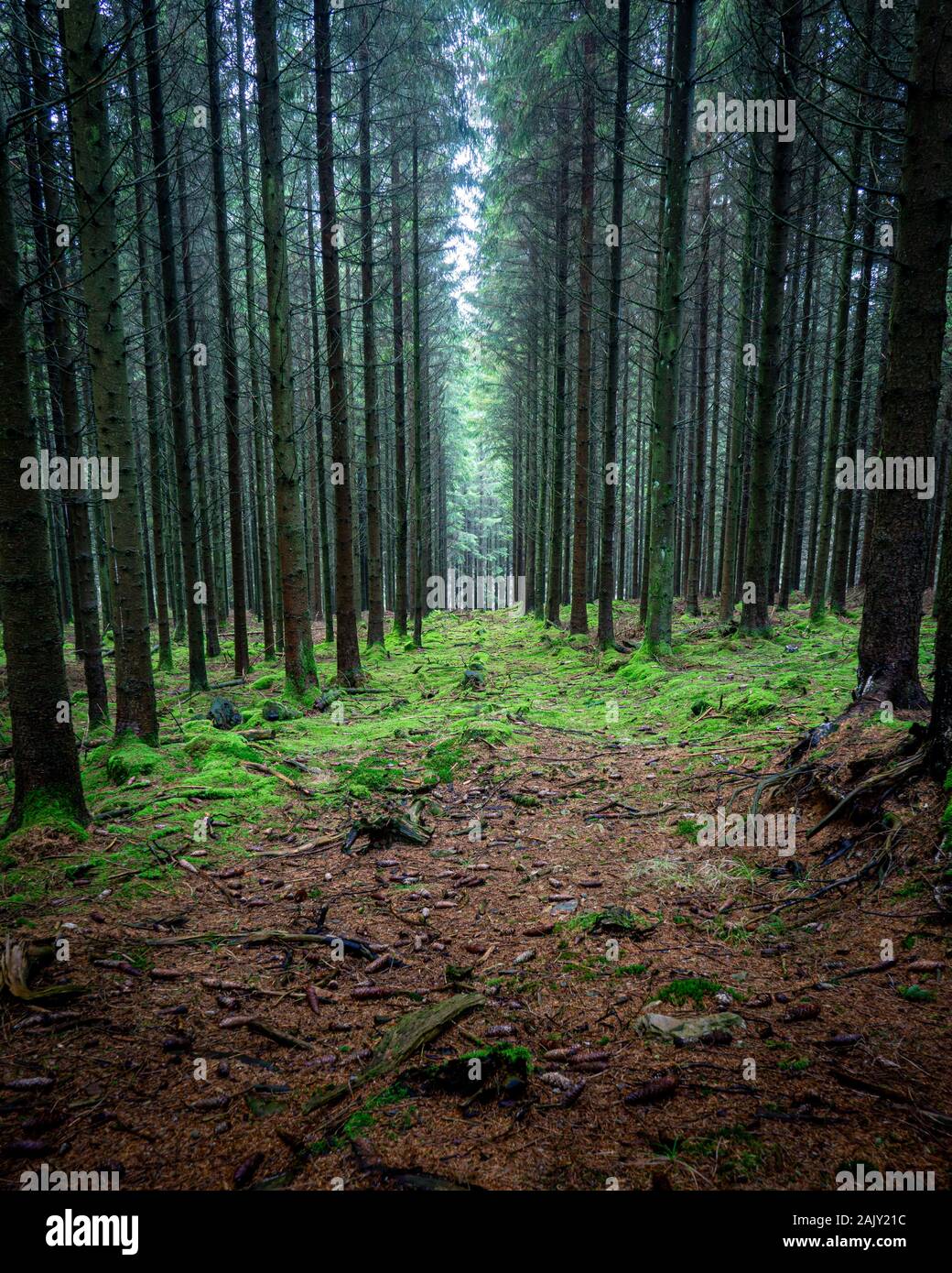 Hiking in the forest, Les Haute Fagnes, Belgium Stock Photo - Alamy