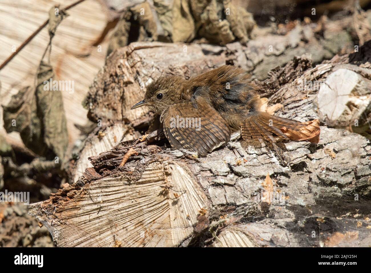 Wren sun bathing on log pile Stock Photo - Alamy