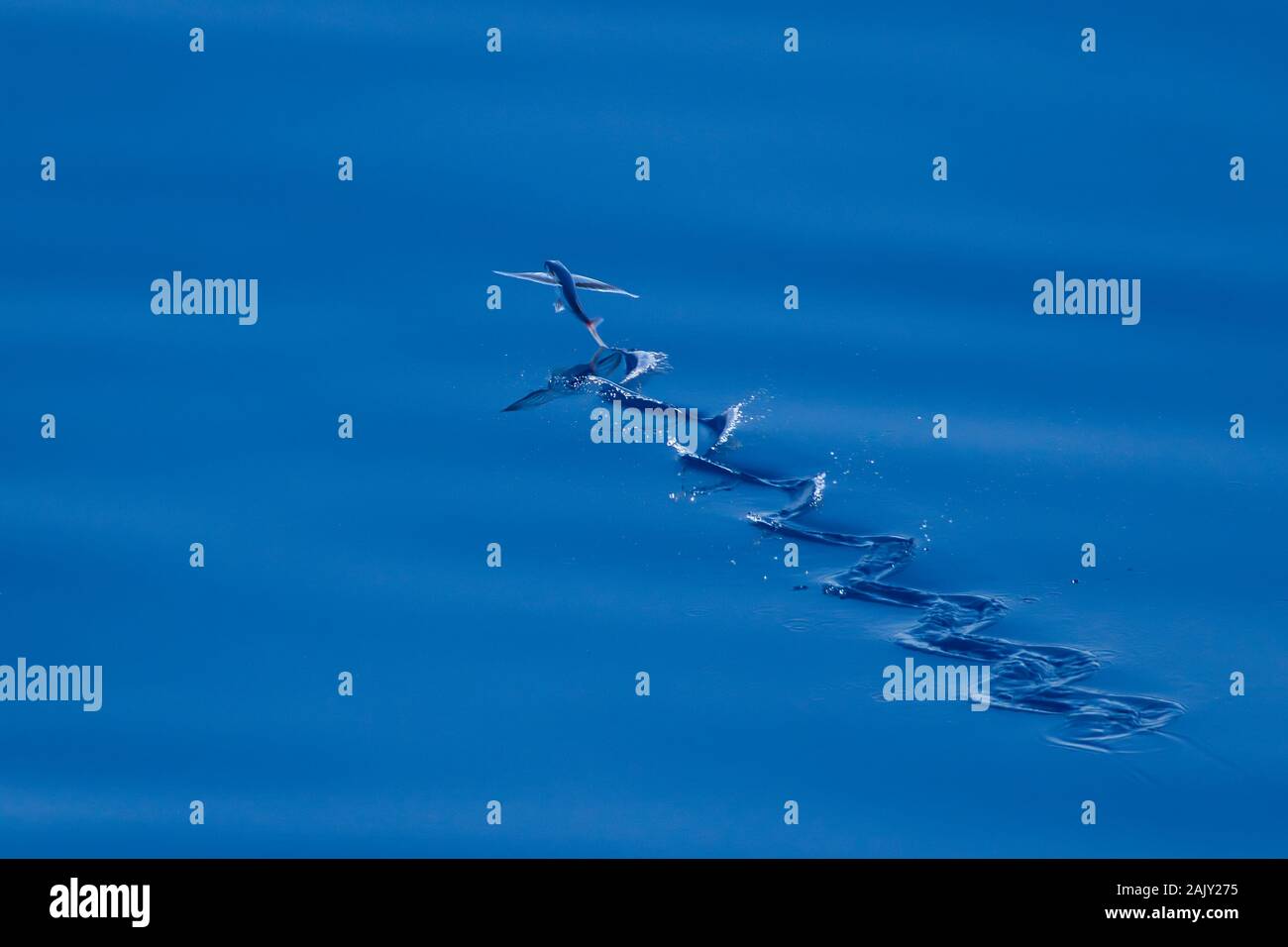 Flyingfish hi-res stock photography and images - Alamy