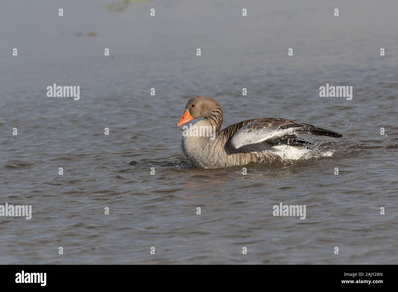 Greylag goose anser anser bathing hi-res stock photography and images ...