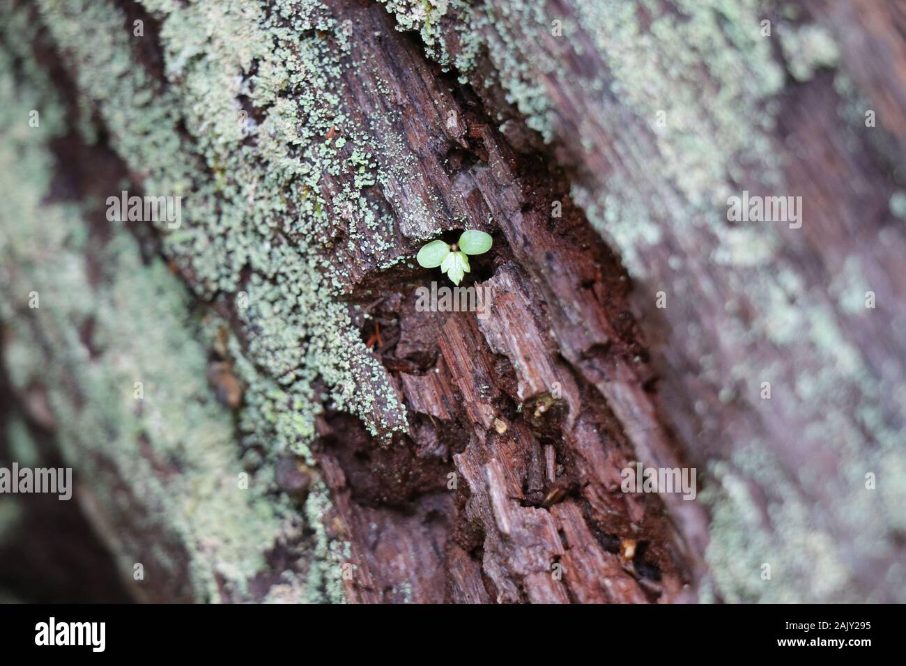 Growing from tree stump hi-res stock photography and images - Alamy