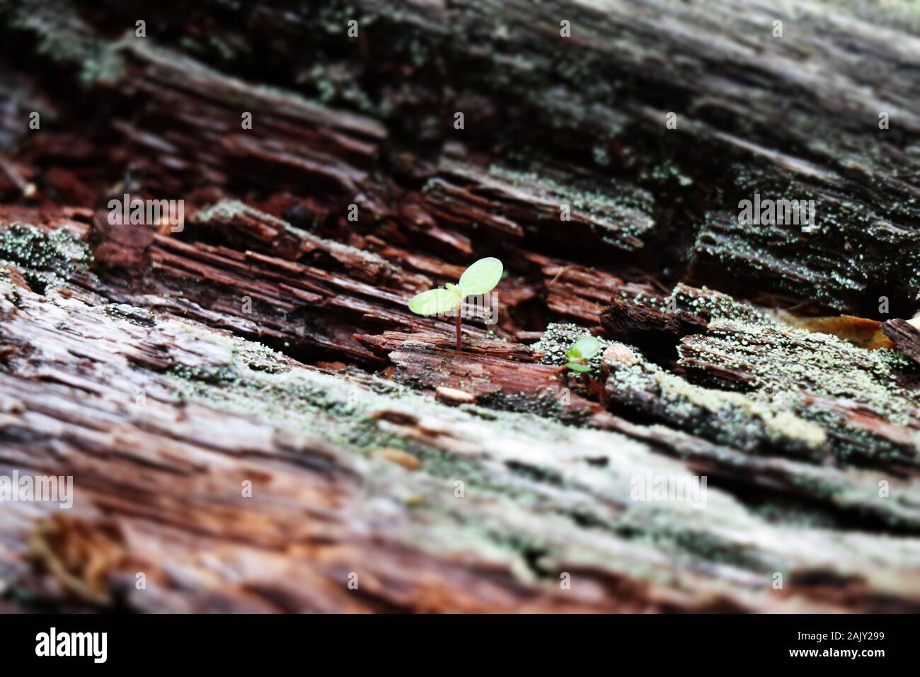 Growing from tree stump hi-res stock photography and images - Alamy
