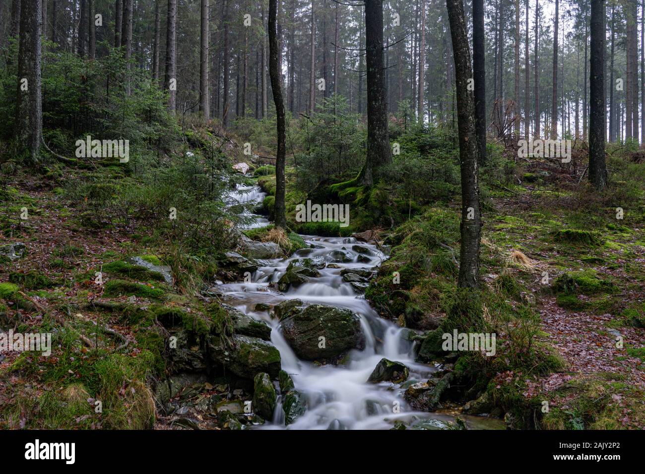 Hikingtrail, Waterfall Du Bayehon, Les Haute Fagnes, Belgium Stock ...