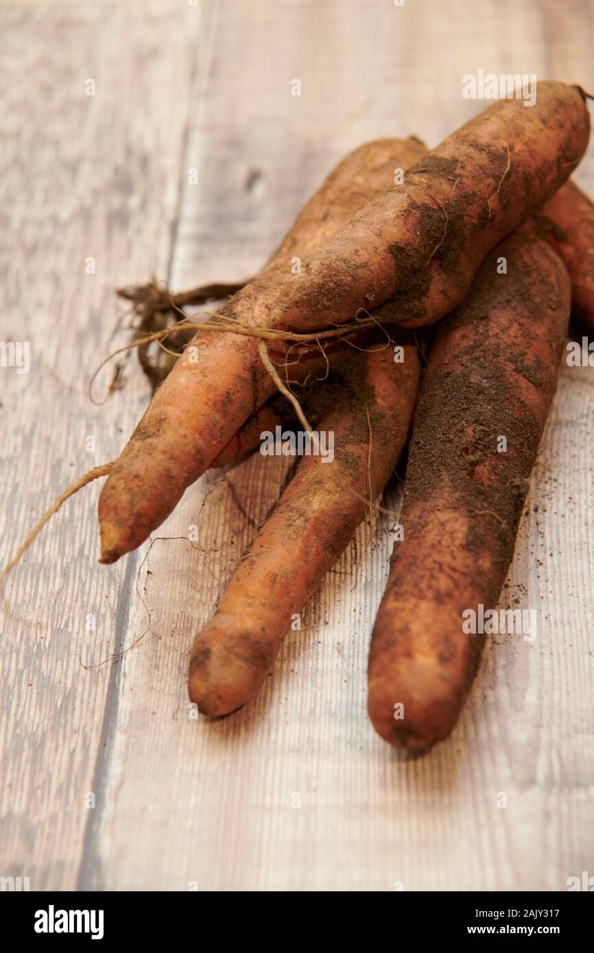 Fresh unwashed Heritage or Heirloom Carrots of assorted shapes on a ...