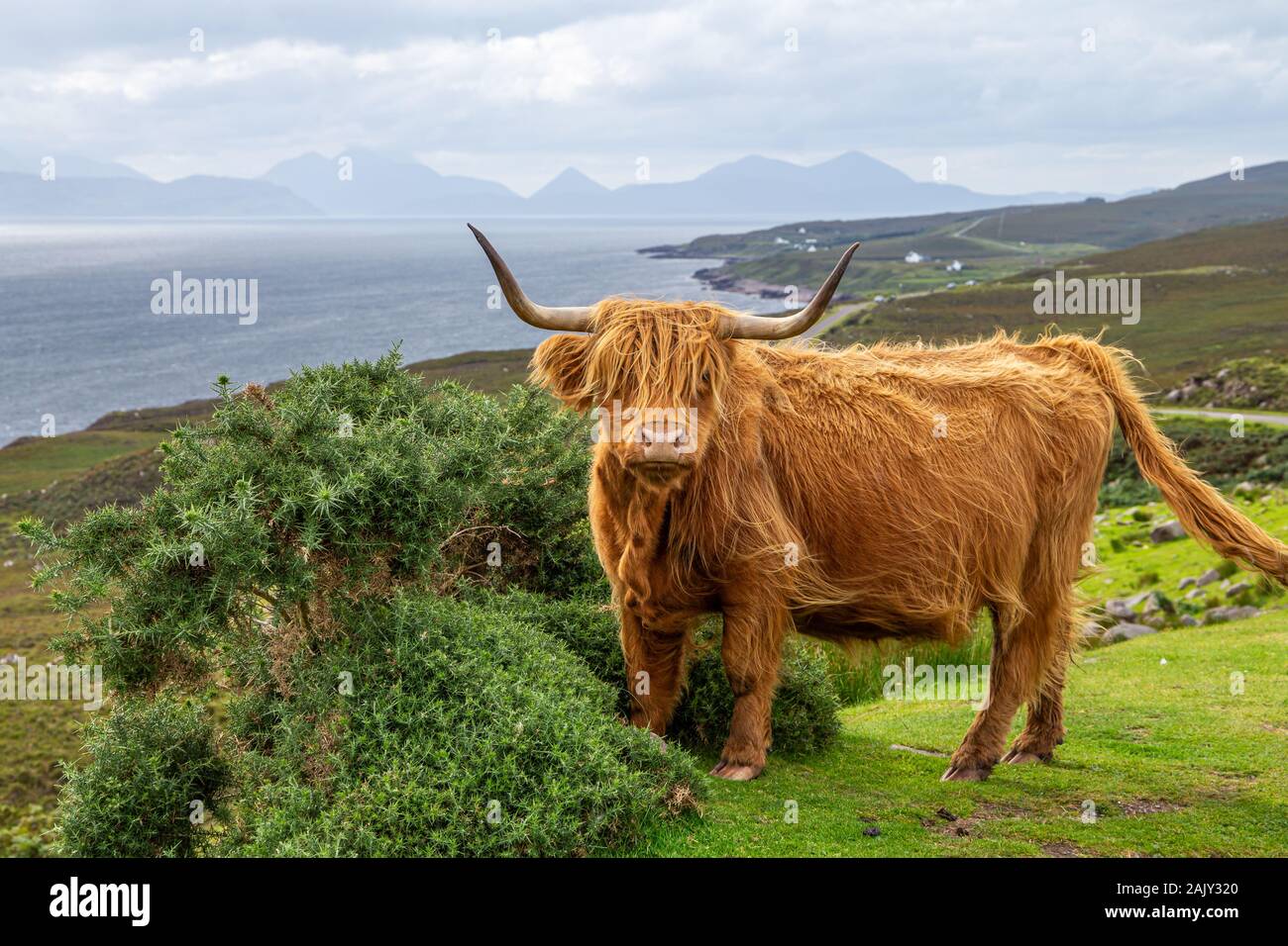 Photograph of a highland cattle hi-res stock photography and images - Alamy
