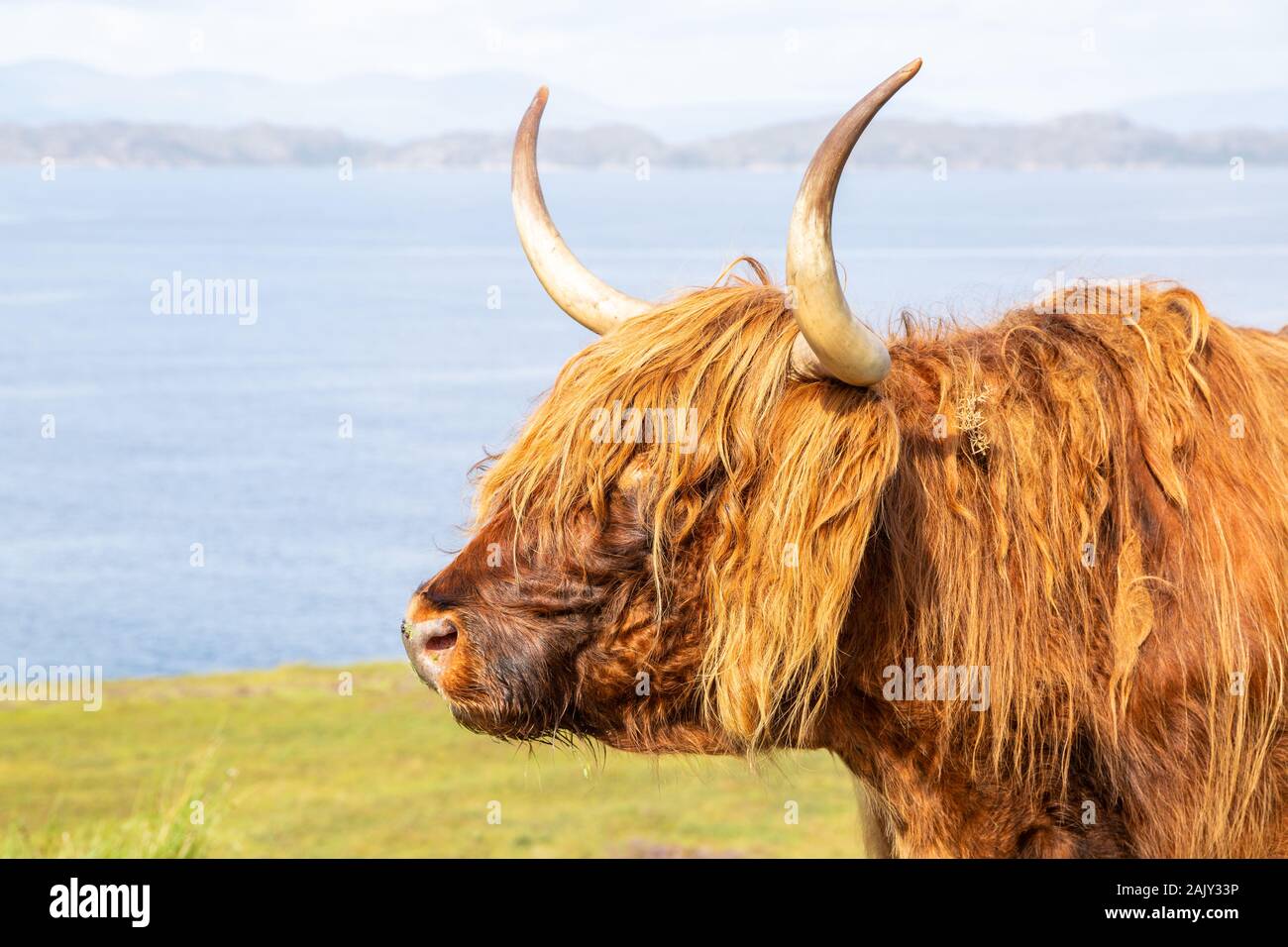 A photograph of a Highland Cow alongside the coastal road from ...