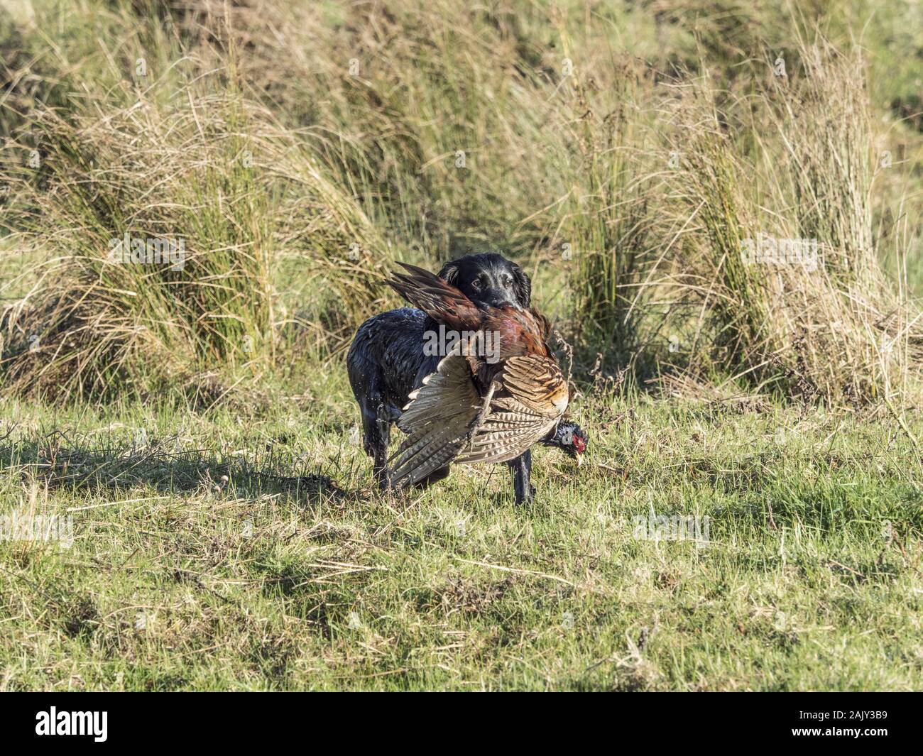 Working cocker spaniel carrying a male Pheasant Stock Photo - Alamy