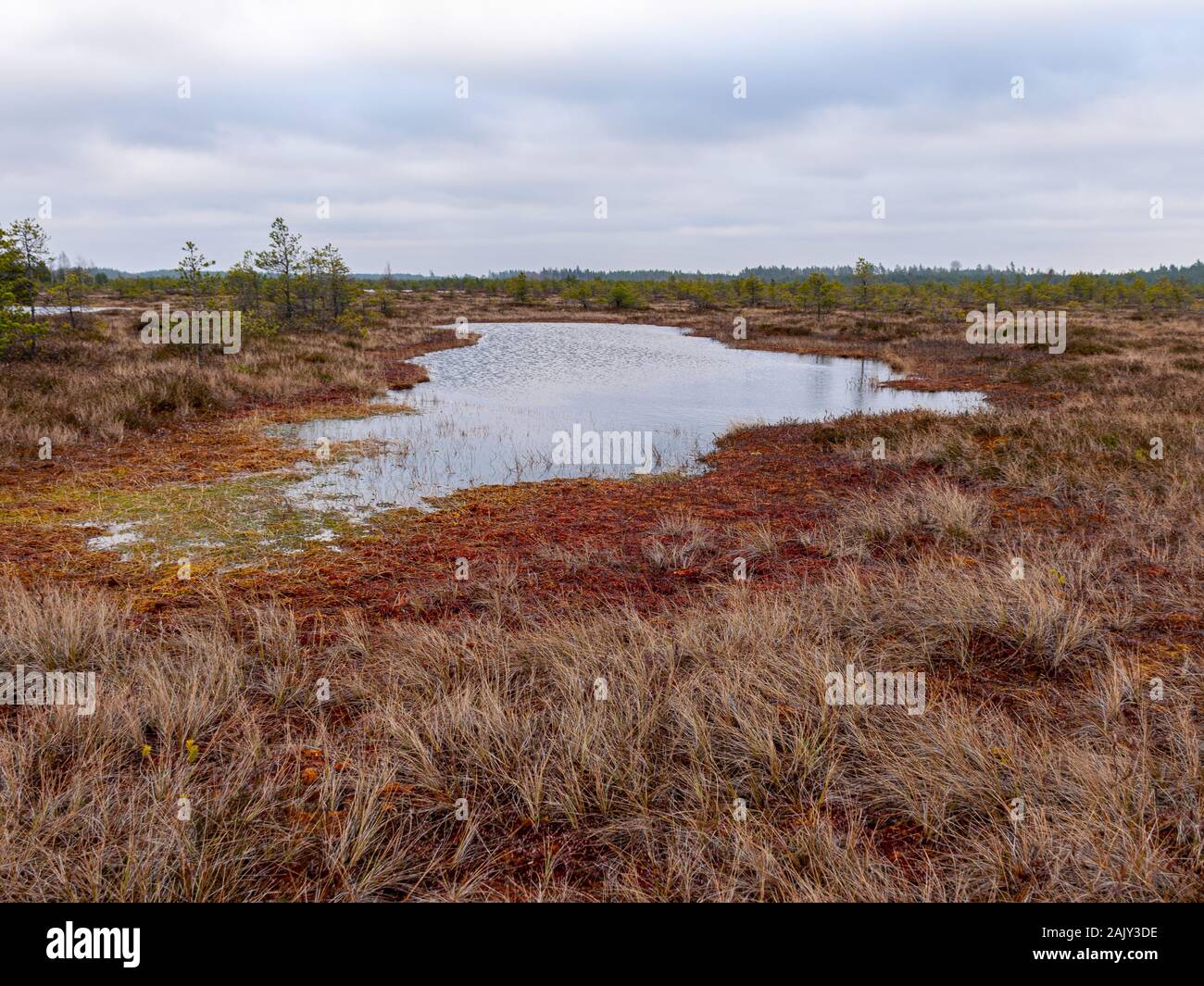 gloomy swamp landscape, grass, colorful moss and swamp pines, swamp ...