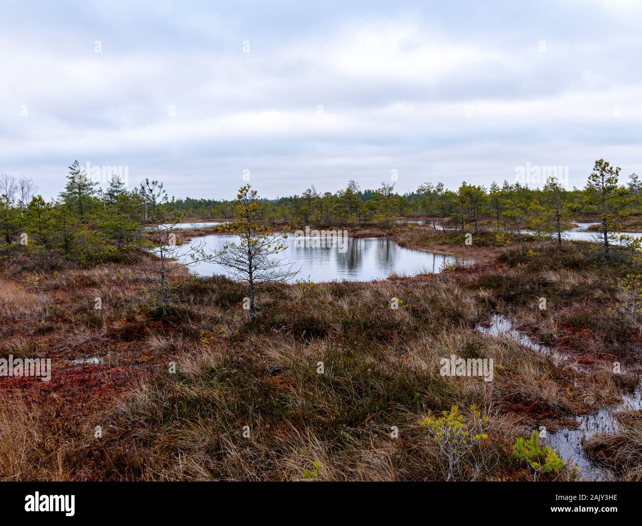 gloomy swamp landscape, grass, colorful moss and swamp pines, swamp ...