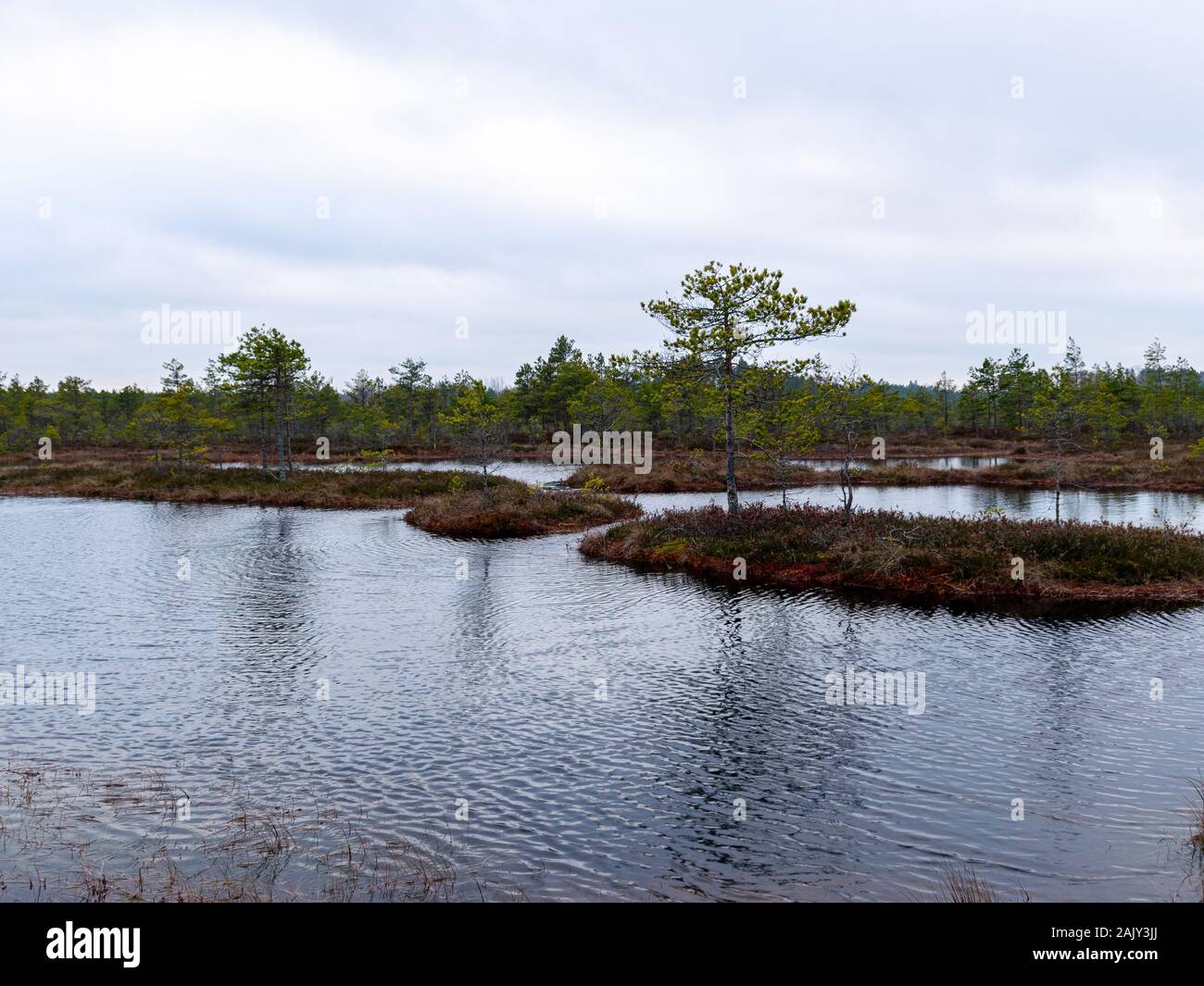 gloomy swamp landscape, grass, colorful moss and swamp pines, swamp ...
