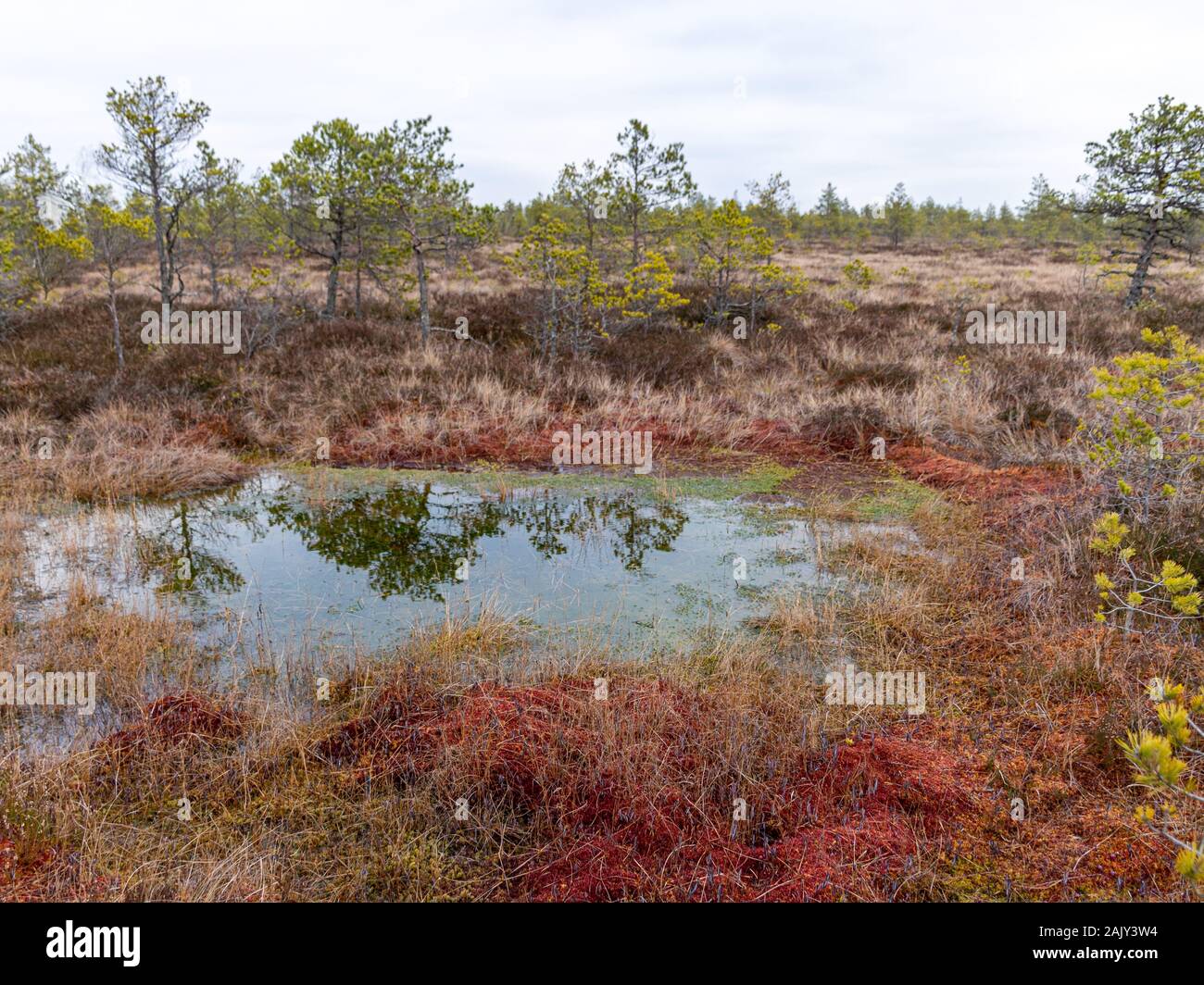 gloomy swamp landscape, grass, colorful moss and swamp pines, swamp ...