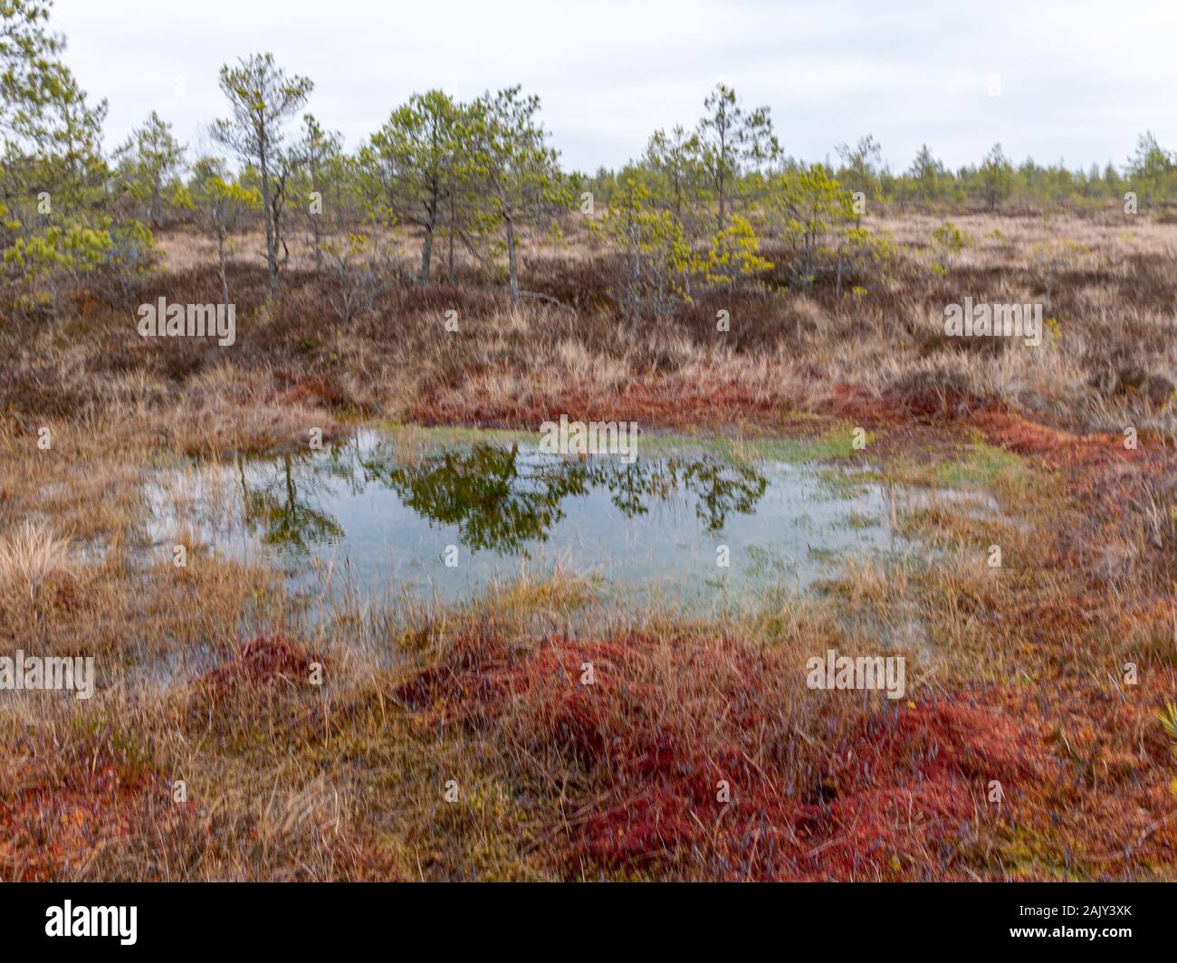 gloomy swamp landscape, grass, colorful moss and swamp pines, swamp ...
