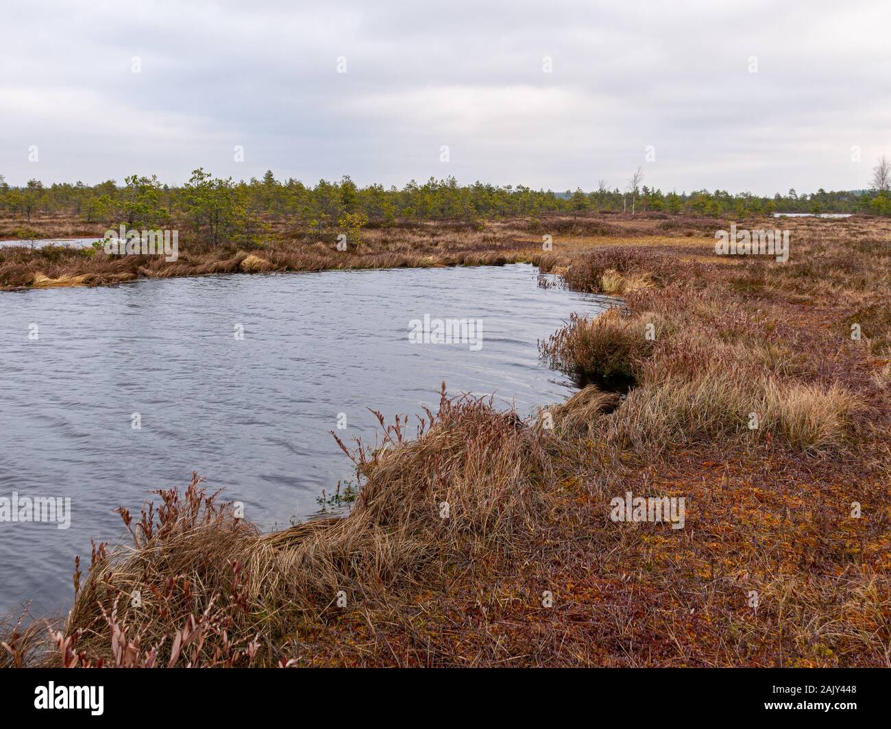 bog landscape with red mosses, small bog pines, small bog lakes and ...