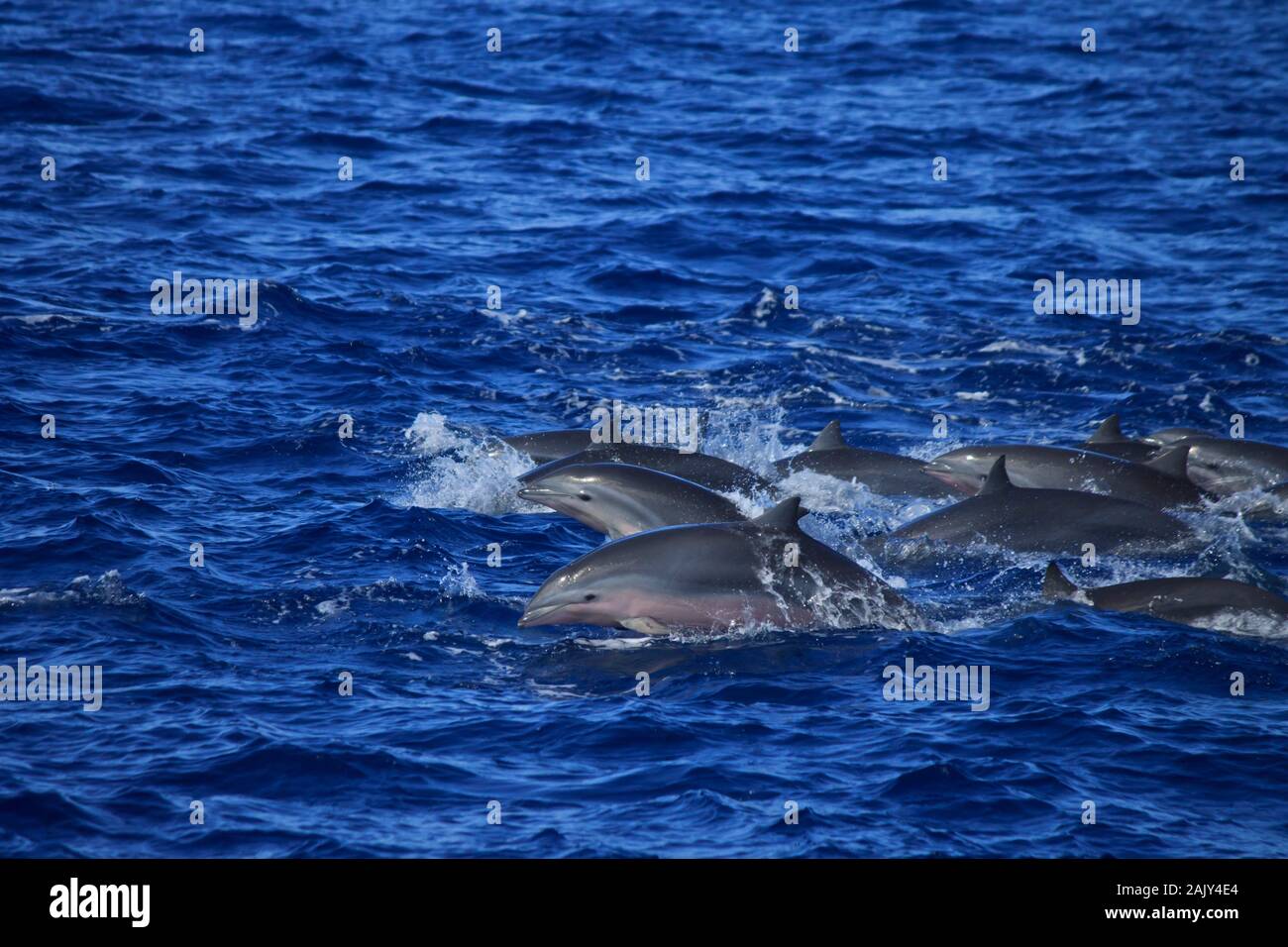 Leaping dolphins hi-res stock photography and images - Alamy