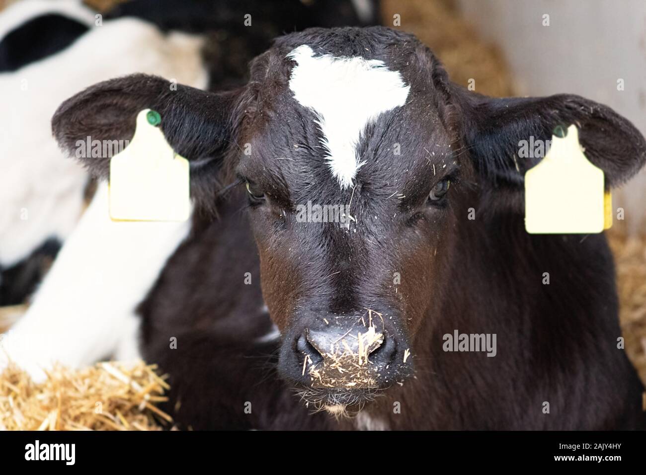 Black White Holstein Cow Calf High Resolution Stock Photography and ...