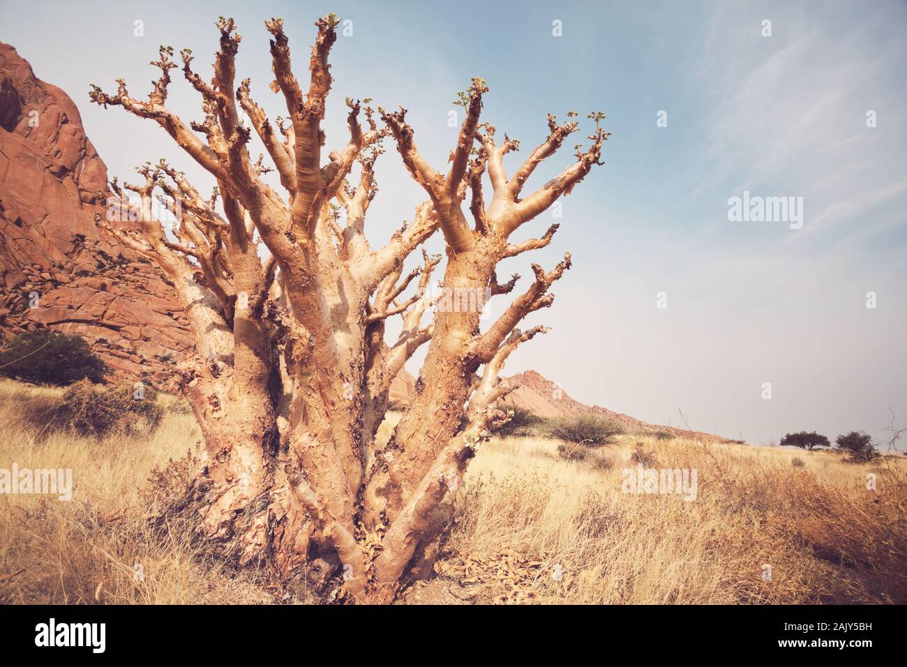 African landscapes -hot yellow bush, trees and blue sky. Conceptual ...