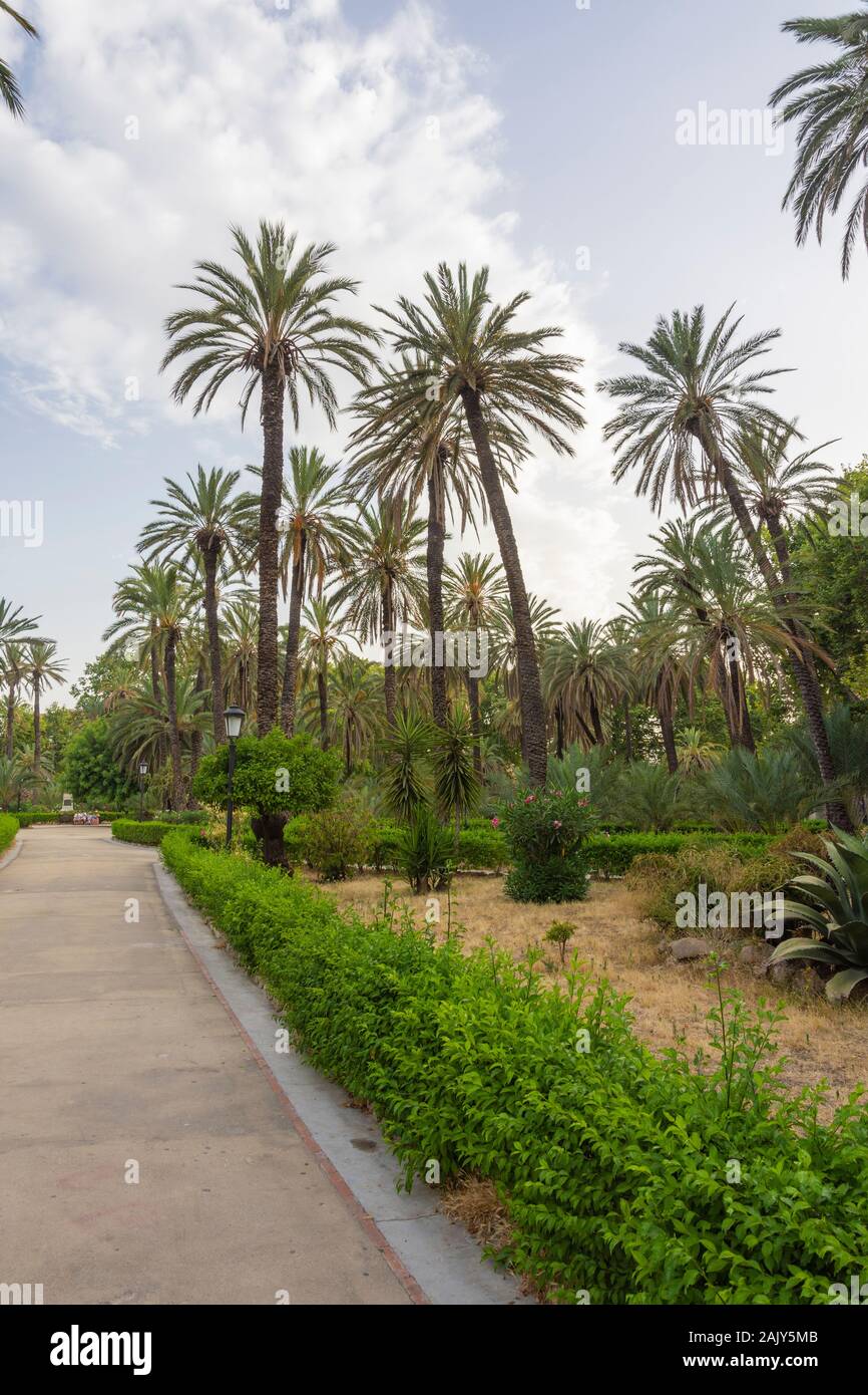 Coconut Palms Tropical Park in Palermo, Sicily - Italy Stock Photo - Alamy