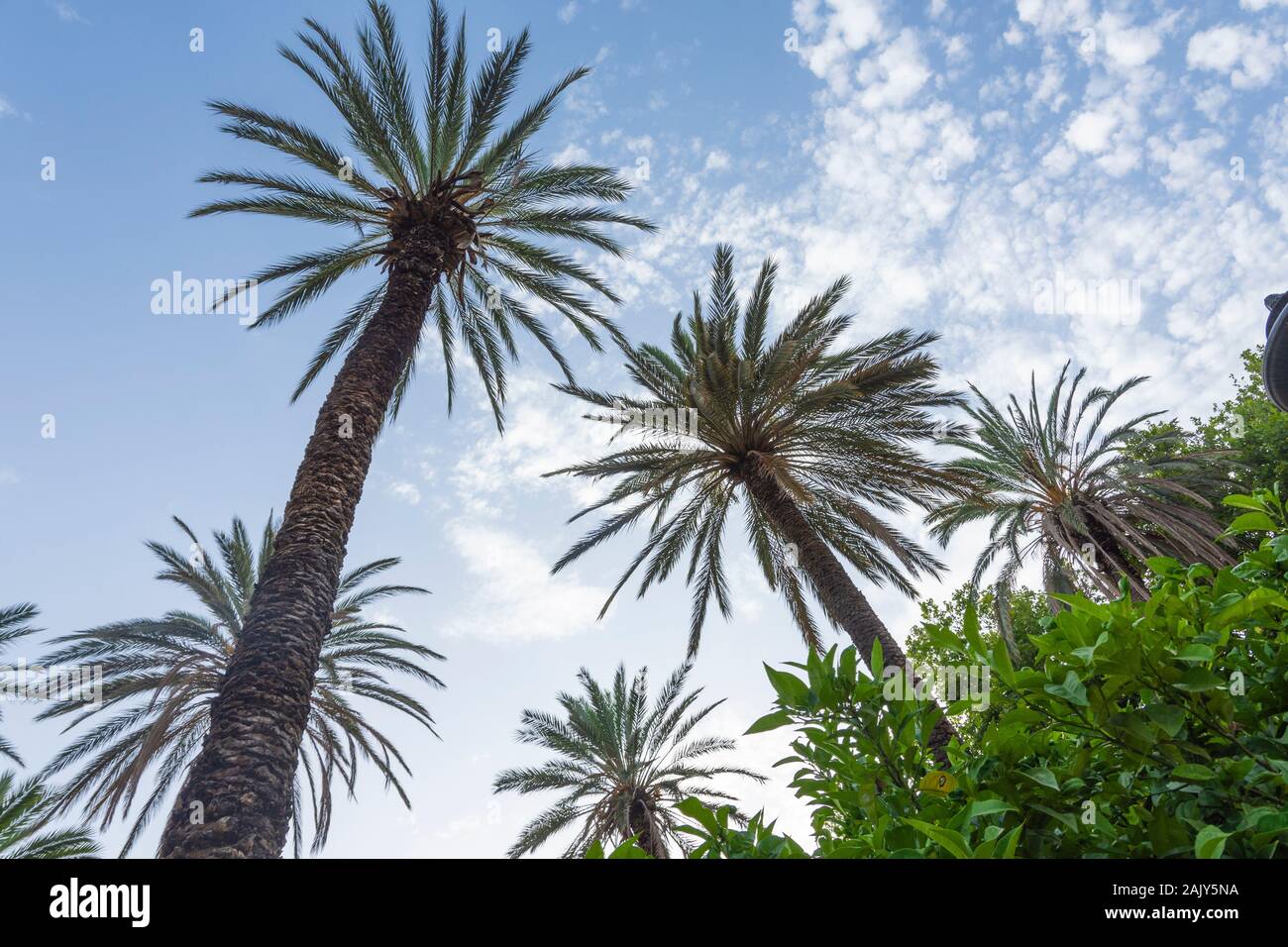 Coconut Palms Tropical Park in Palermo, Sicily - Italy Stock Photo - Alamy