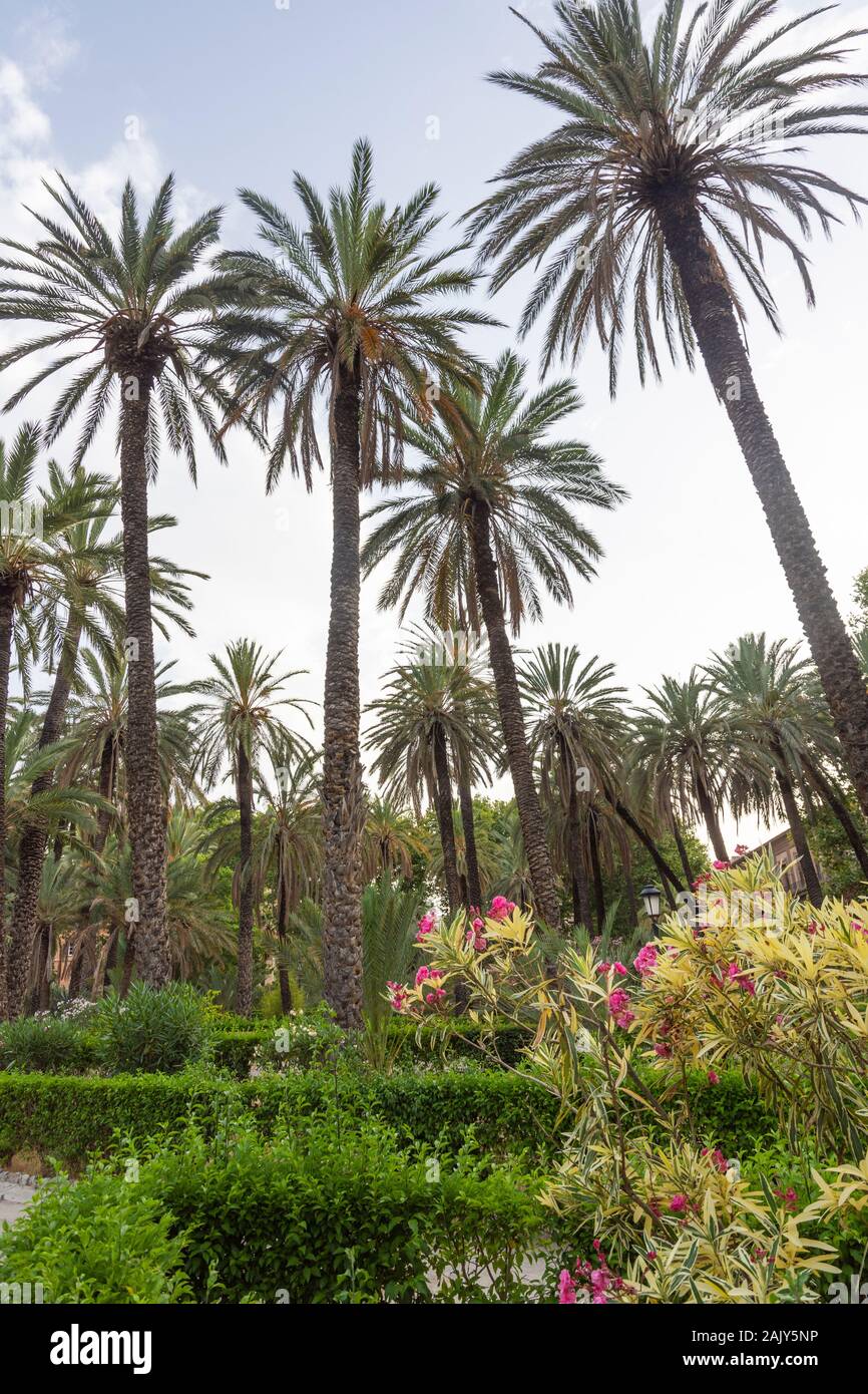 Coconut Palms Tropical Park in Palermo, Sicily - Italy Stock Photo - Alamy