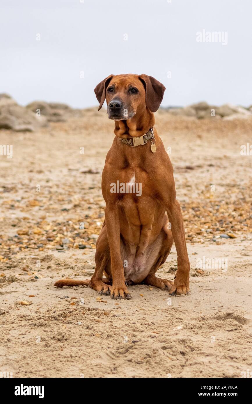 Rhodesian Ridgeback sitting on a beach Stock Photo - Alamy