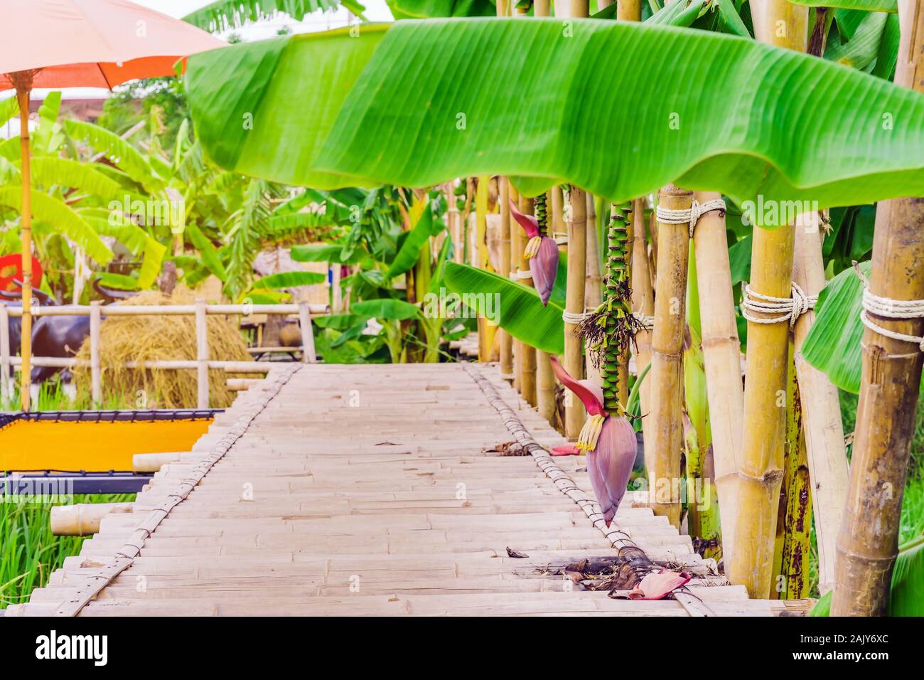 Tree way pathway fruit leaves hi-res stock photography and images - Alamy