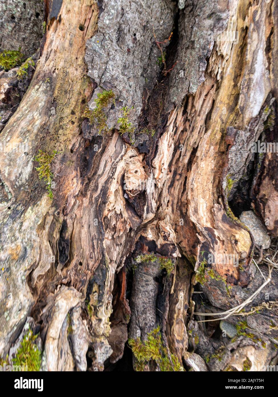 picture with old wooden root, beautiful wood texture, seashore Stock ...